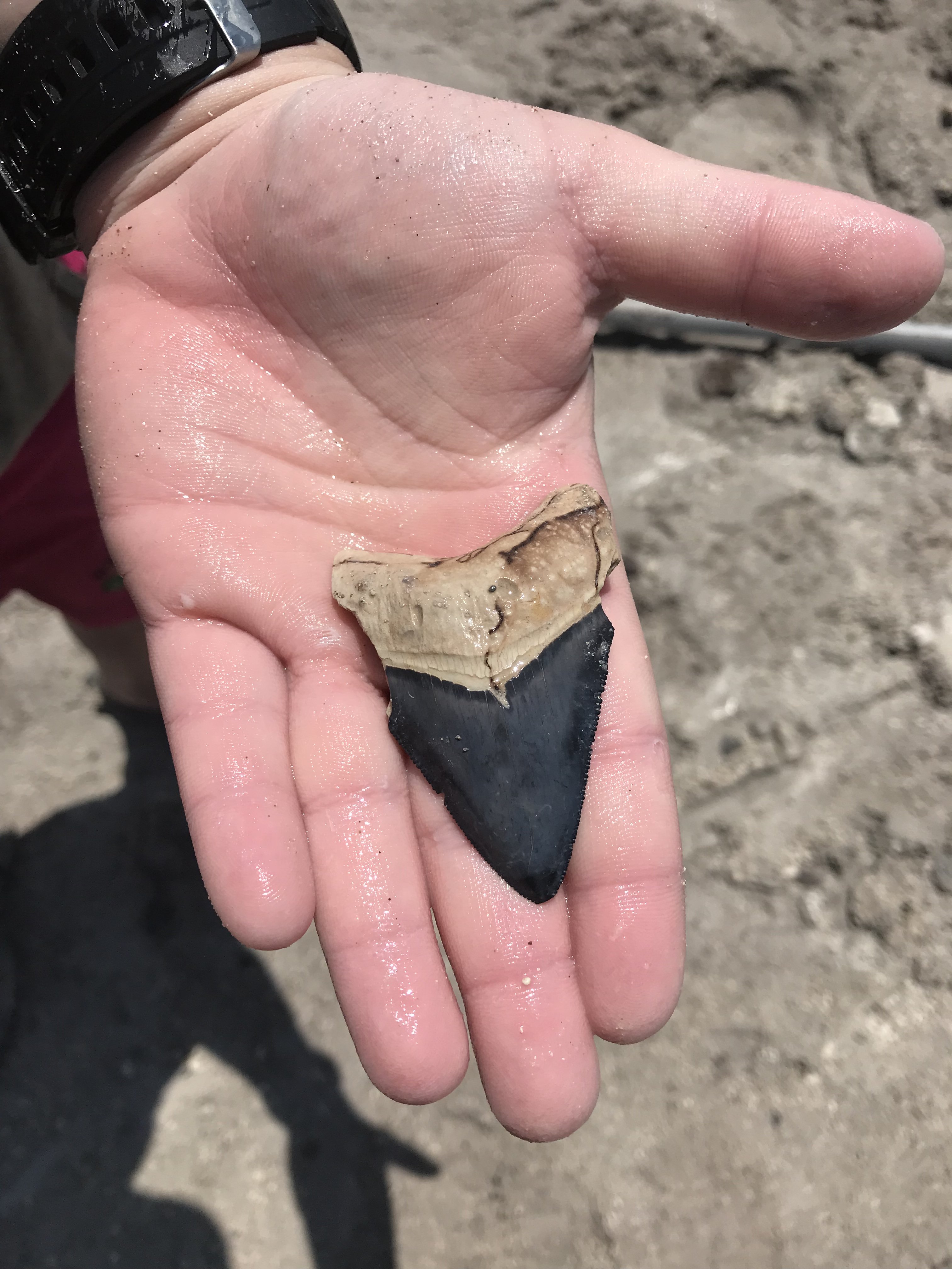 5-14-22: Bone Valley Fossil Farm Visit - Fossil Hunting Trips - The ...