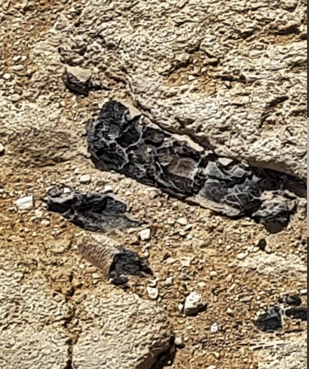 Unknown Fossil at base of Great Pyramid - Fossil ID - The Fossil Forum