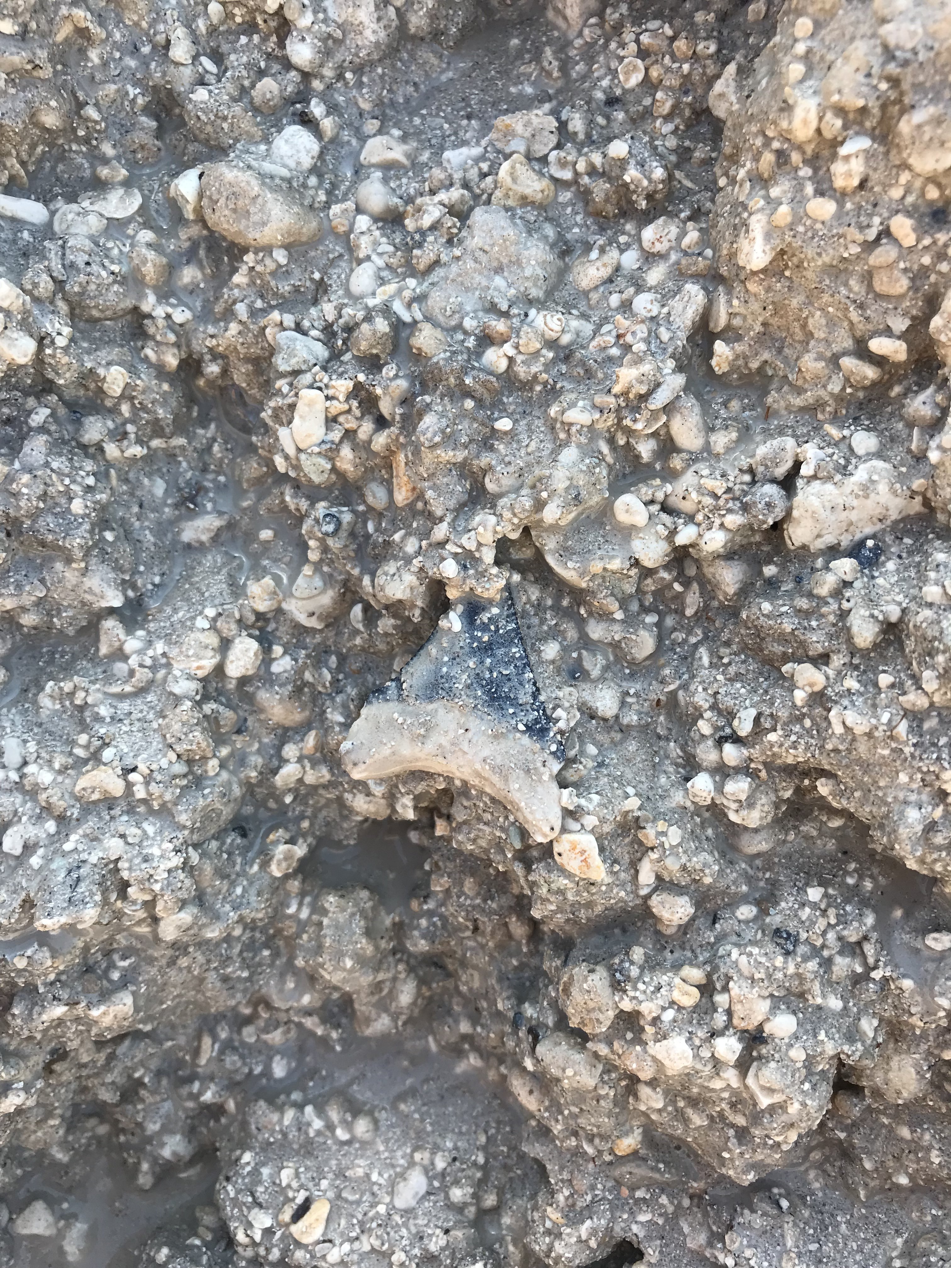 5-14-22: Bone Valley Fossil Farm Visit - Fossil Hunting Trips - The ...