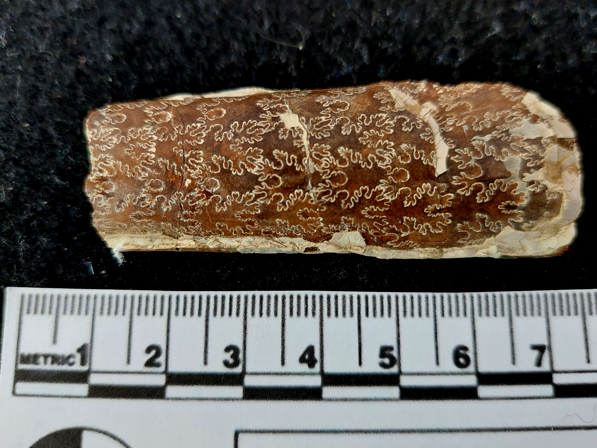 Baculite Mesa - WIPS Field Trip - Fossil Hunting Trips - The Fossil Forum