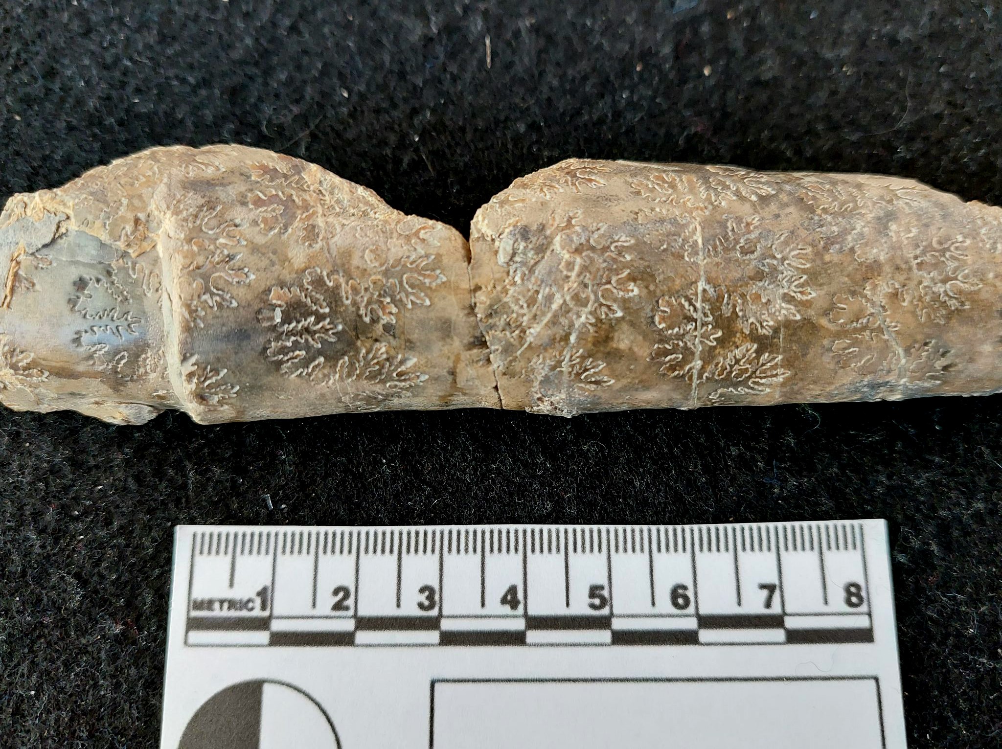 Baculite Mesa - WIPS Field Trip - Fossil Hunting Trips - The Fossil Forum