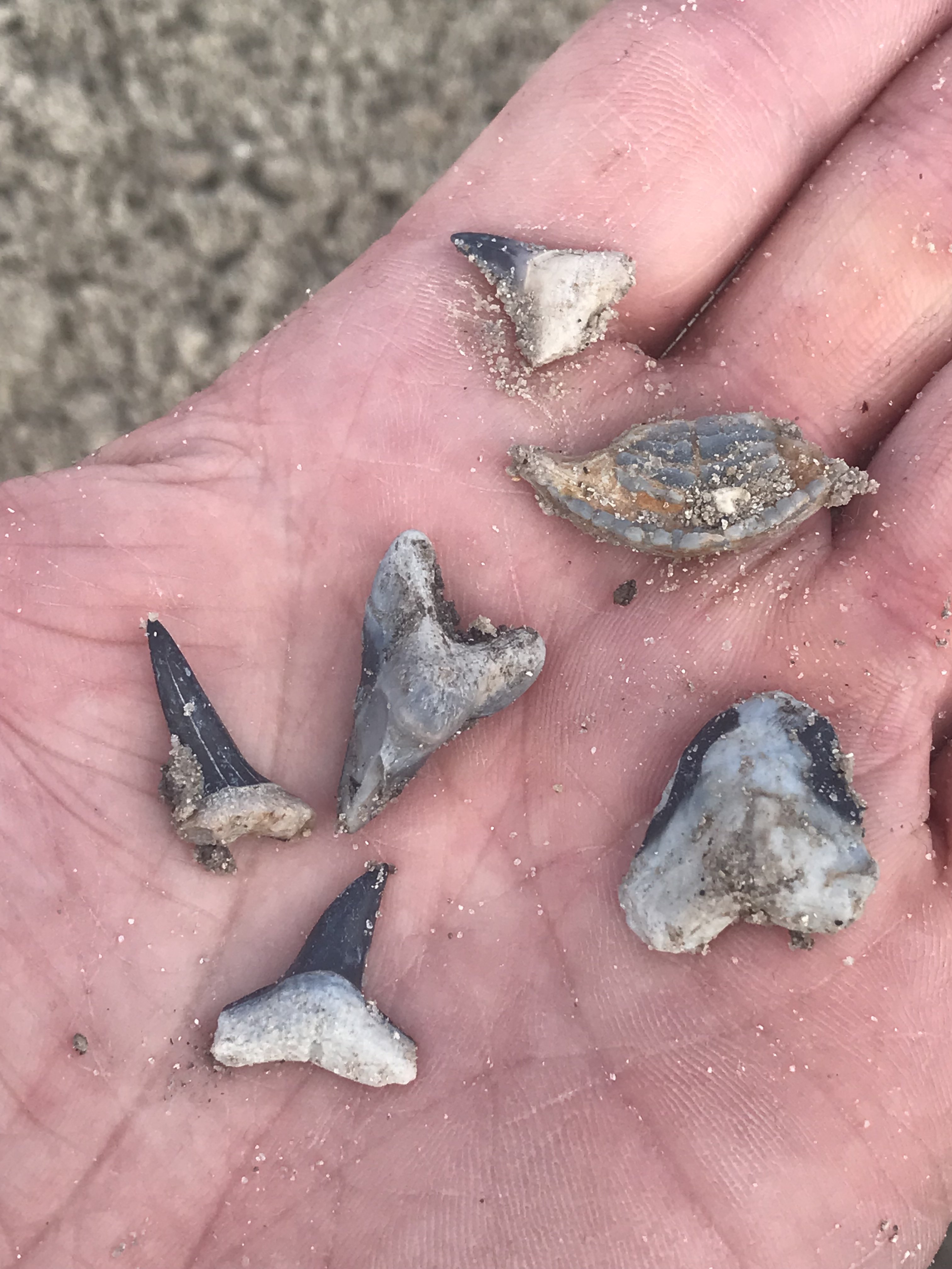 5-14-22: Bone Valley Fossil Farm Visit - Fossil Hunting Trips - The ...