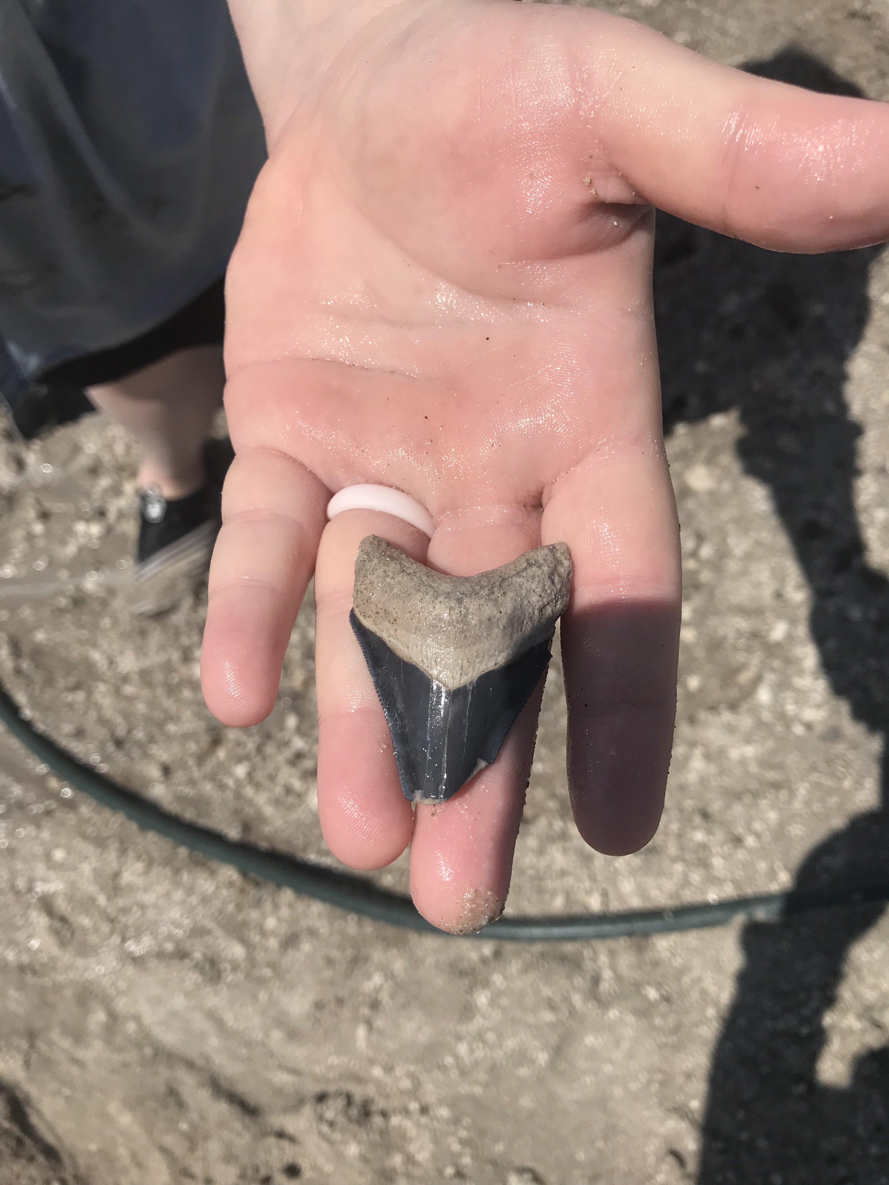 5-14-22: Bone Valley Fossil Farm Visit - Fossil Hunting Trips - The ...