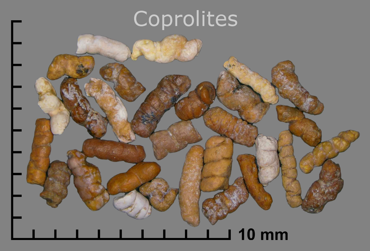 Possible Coprolite, maybe? - Fossil ID - The Fossil Forum