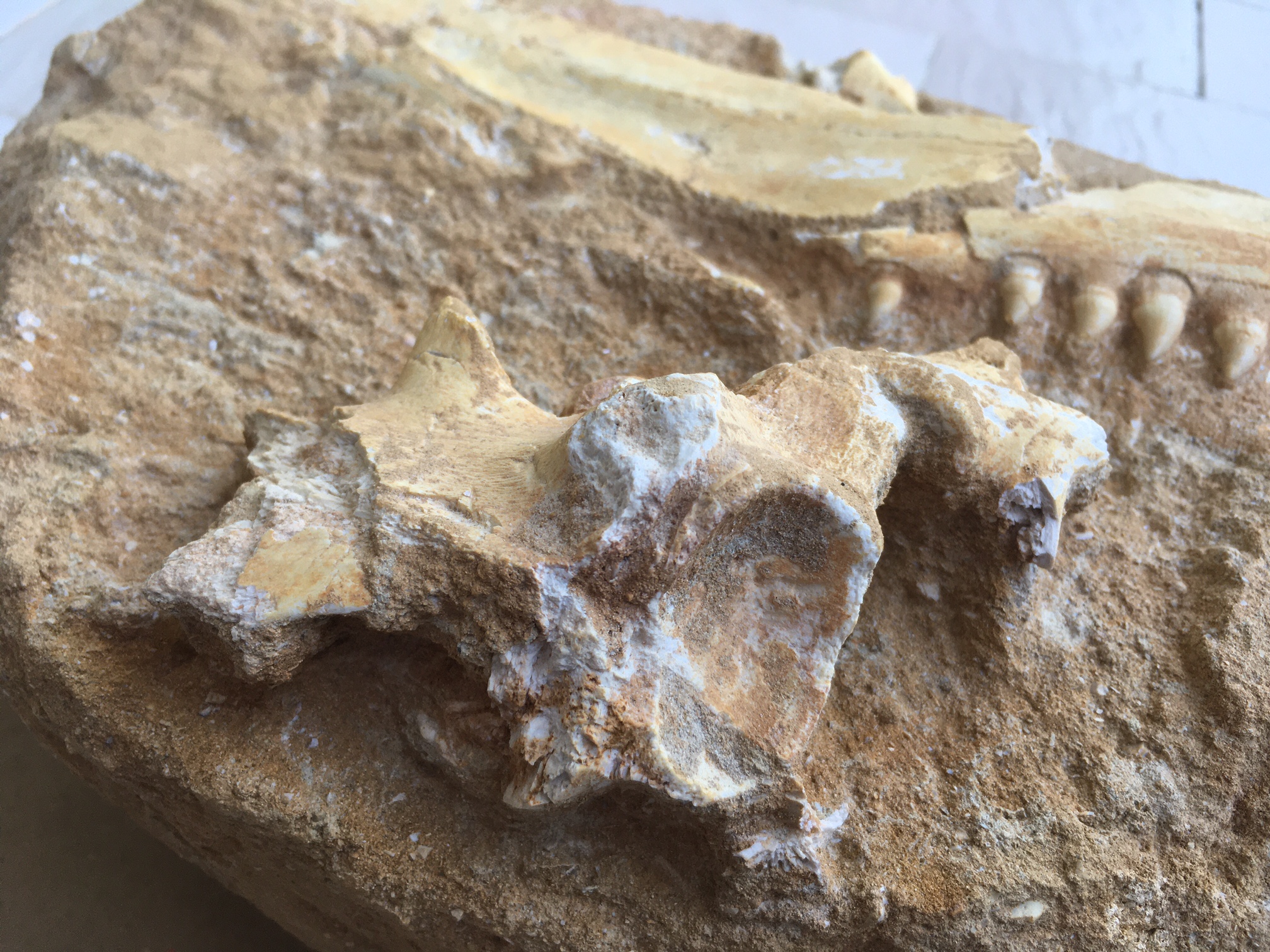 Moroccan fossil (Halisaurus?) - ID - Fossil ID - The Fossil Forum