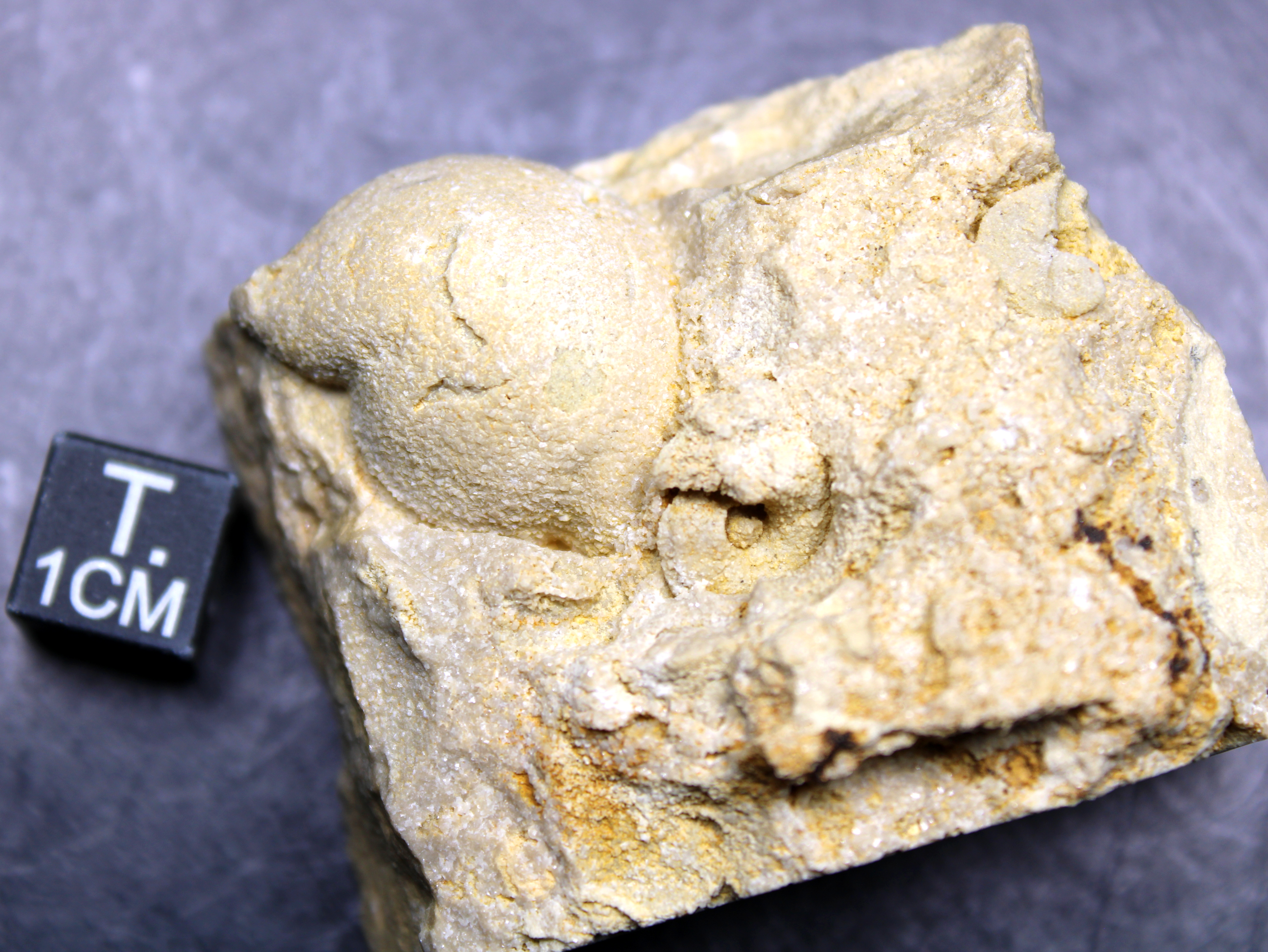 Northern Illinois Ordovician Collecting - Fossil Hunting Trips - The ...