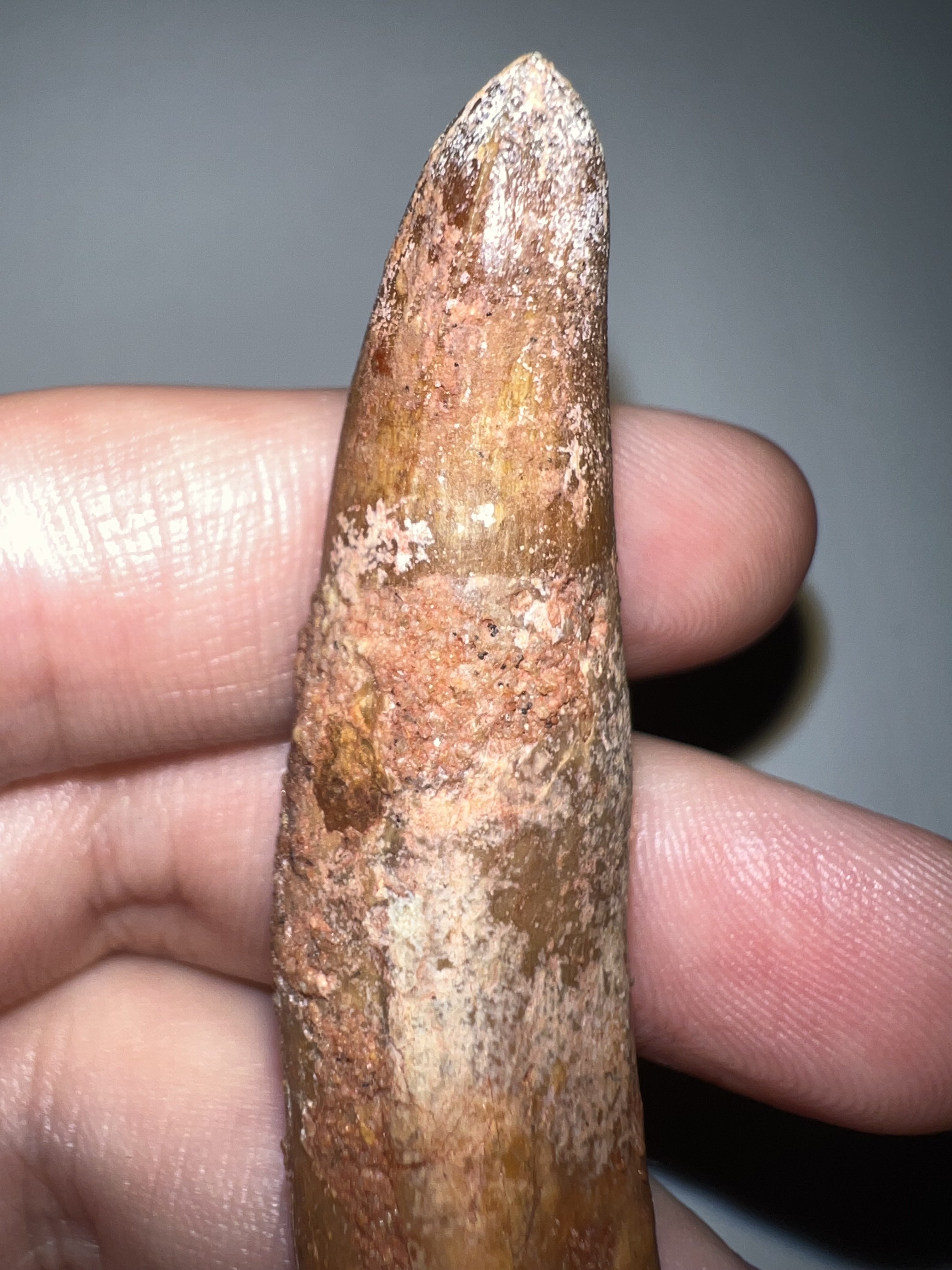 Elosuchus tooth? - Fossil ID - The Fossil Forum