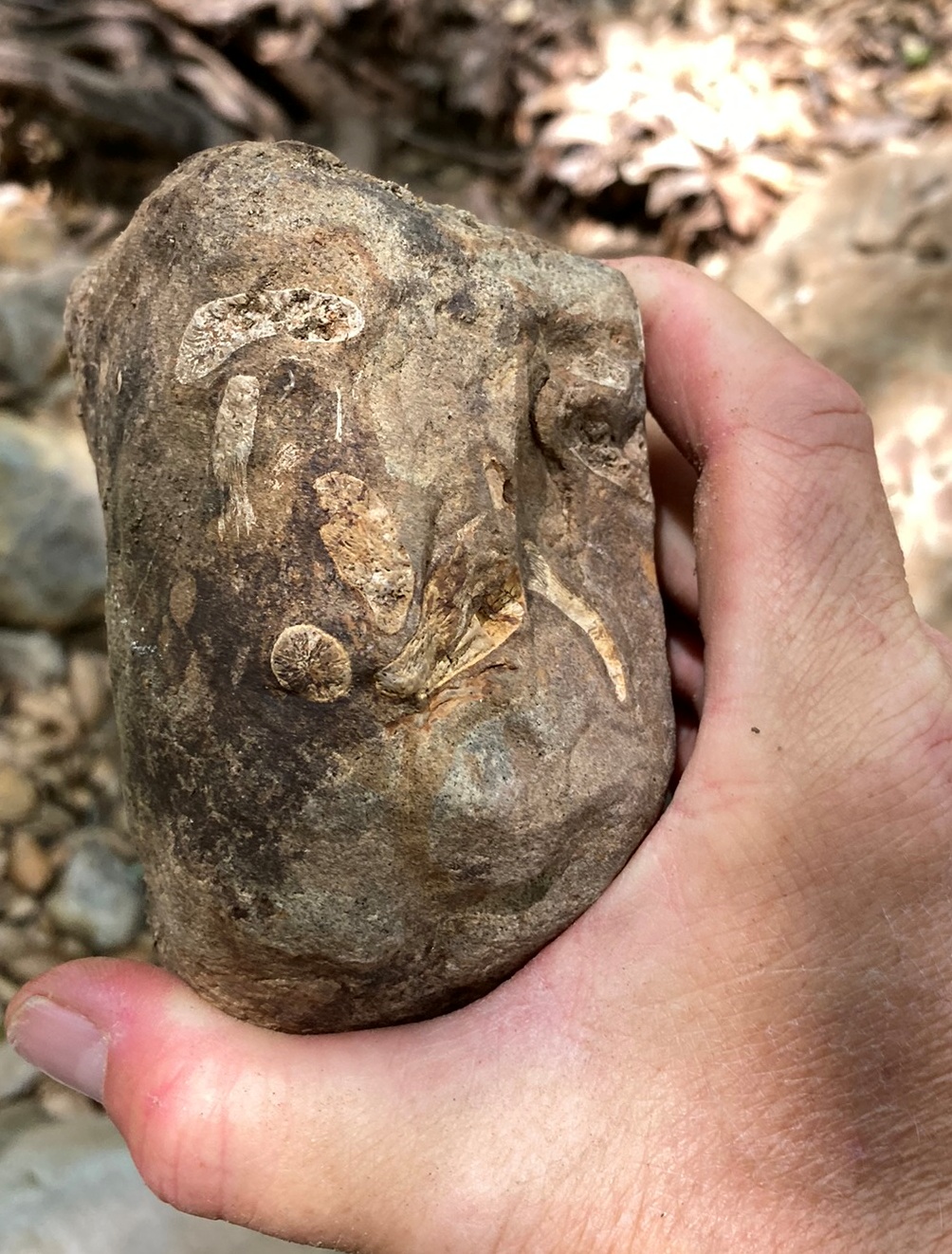 Any idea? Fossil find Bay Area, California - Fossil ID - The Fossil Forum