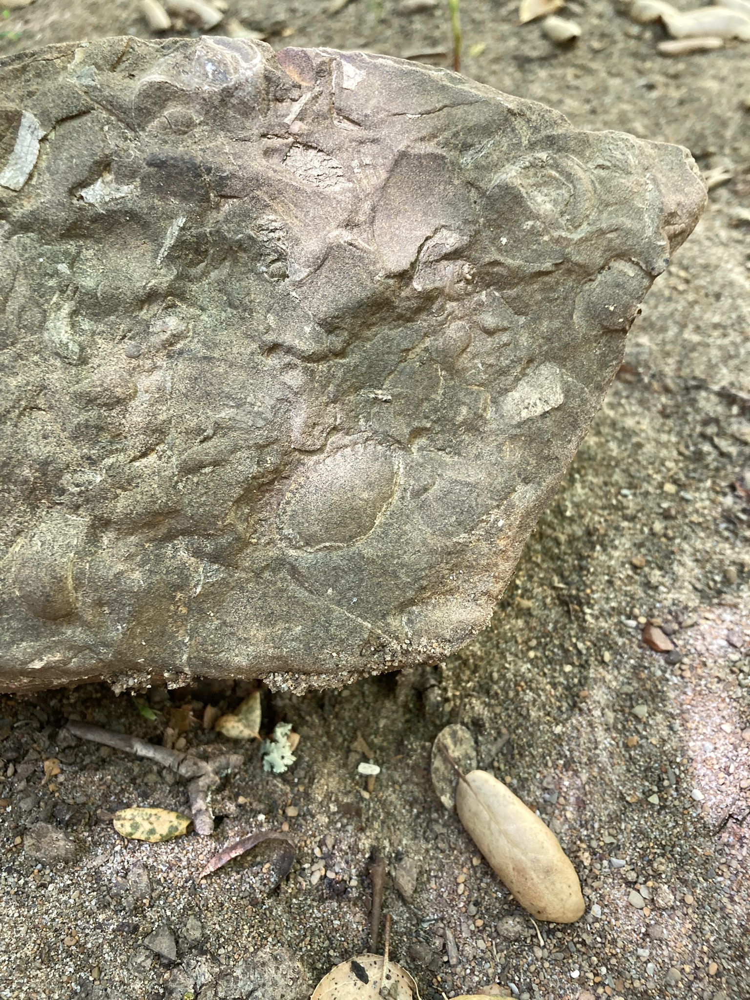 Is this a Limpet fossil? - Fossil ID - The Fossil Forum