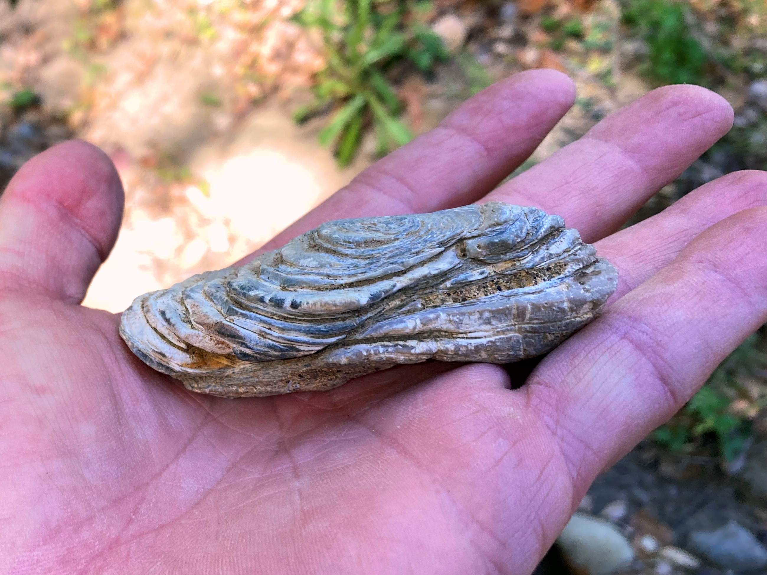 Curious Oyster? - Fossil ID - The Fossil Forum