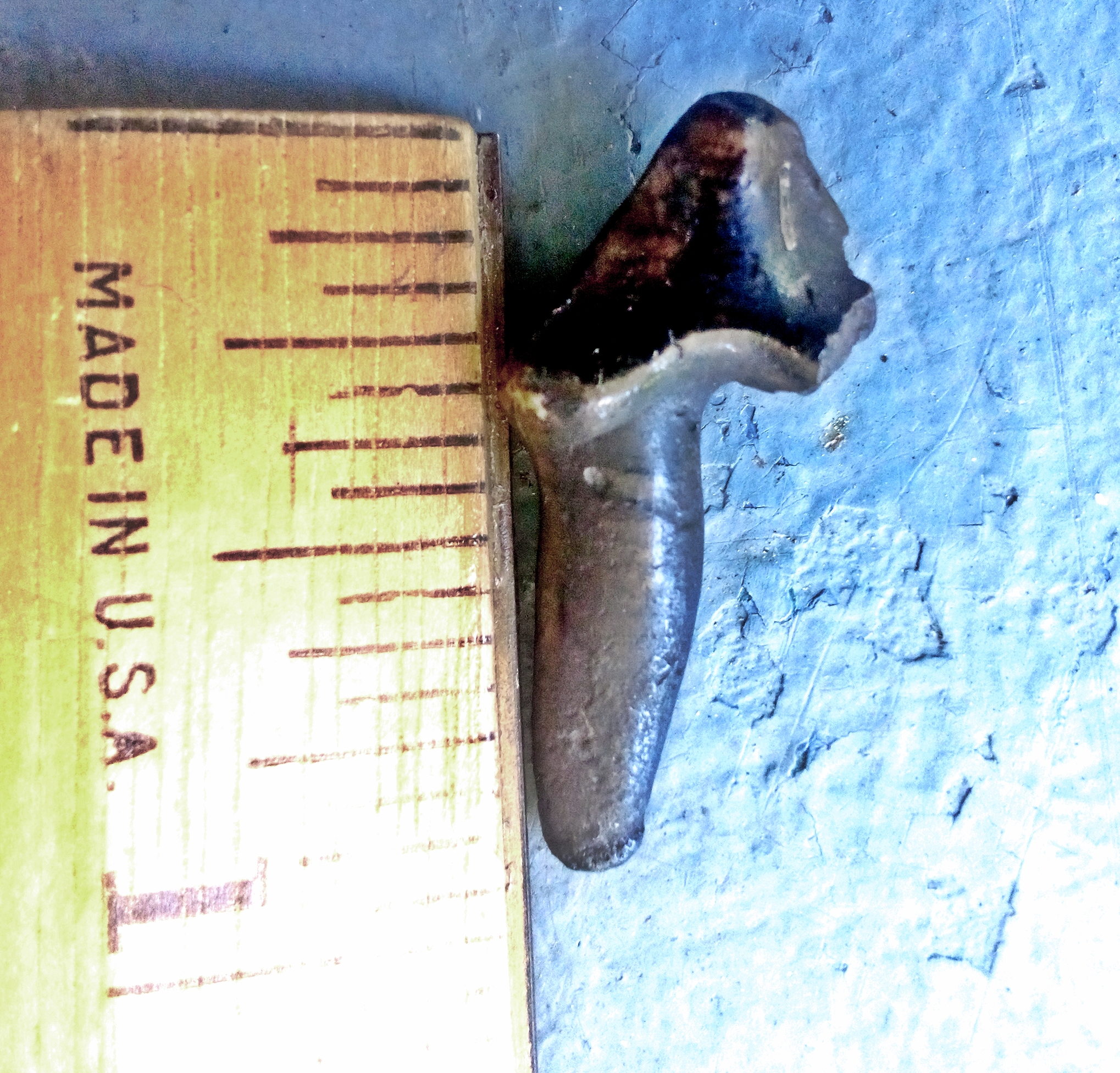 Predator tooth? - Fossil ID - The Fossil Forum