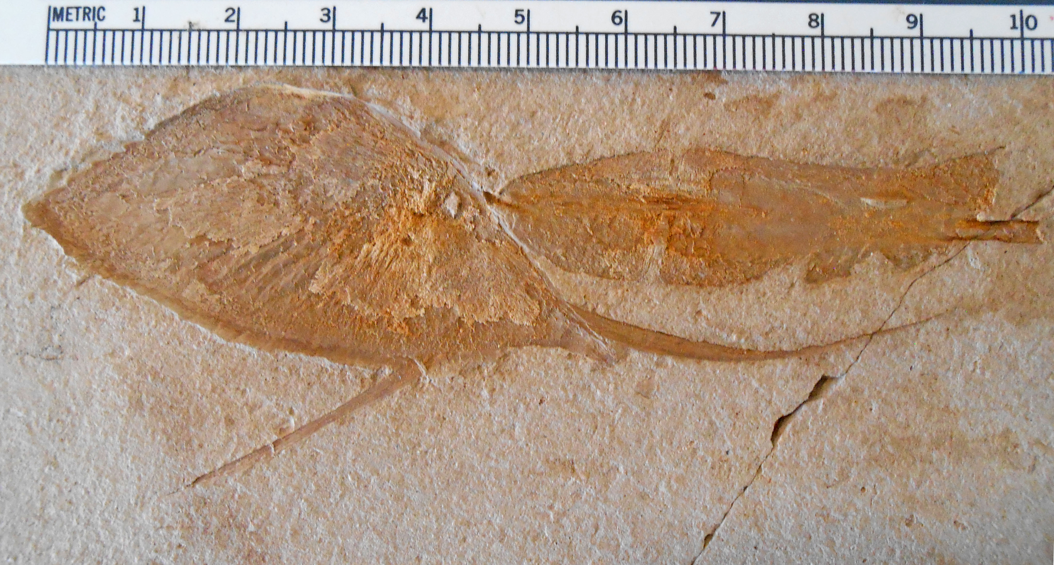 Help Identifying Fossil Impression - Fossil ID - The Fossil Forum