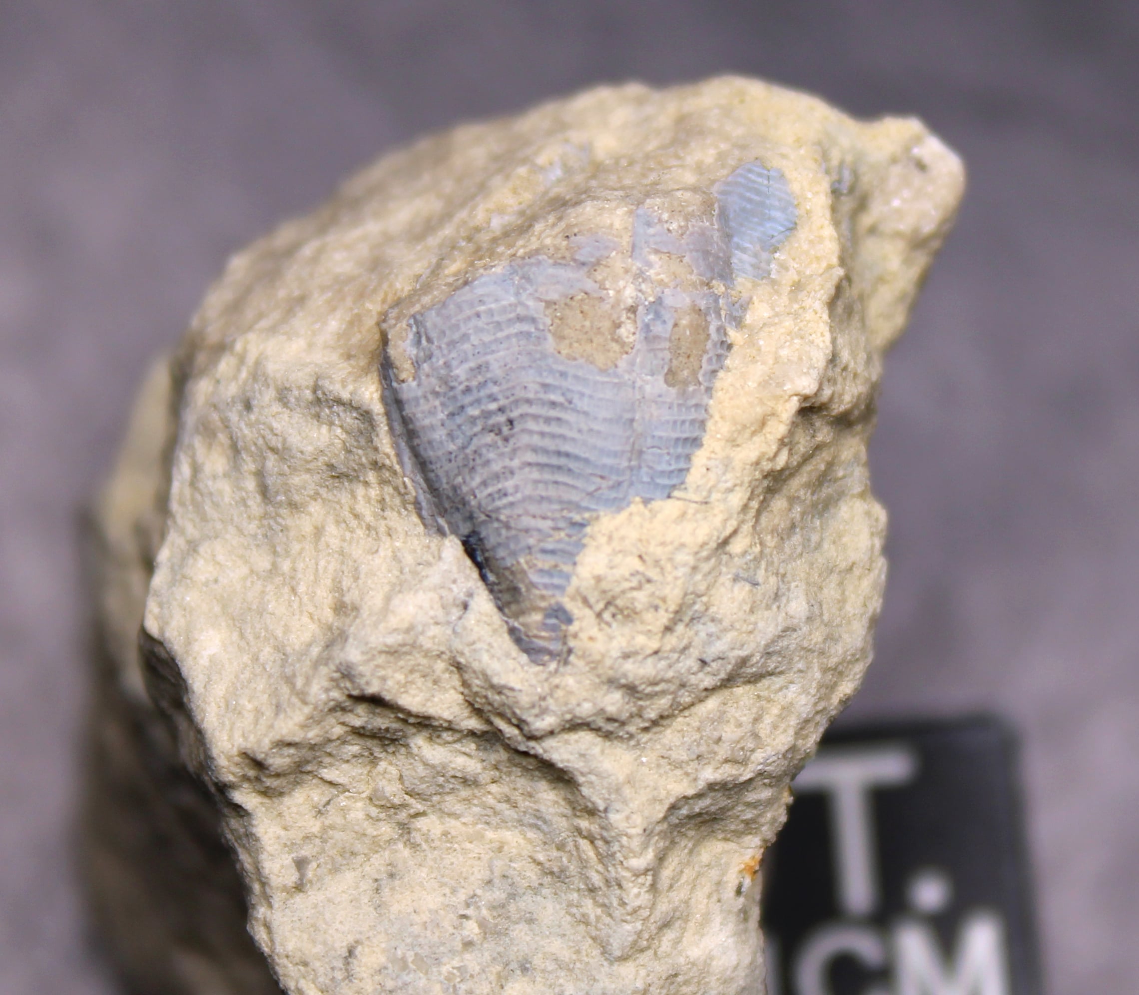 Northern Illinois Ordovician Collecting - Fossil Hunting Trips - The ...