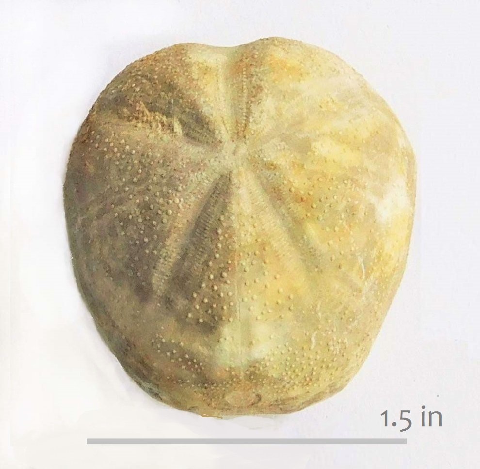 Echinoid Pliotoxaster whitei Walnut Formation - Echinoids - The Fossil ...