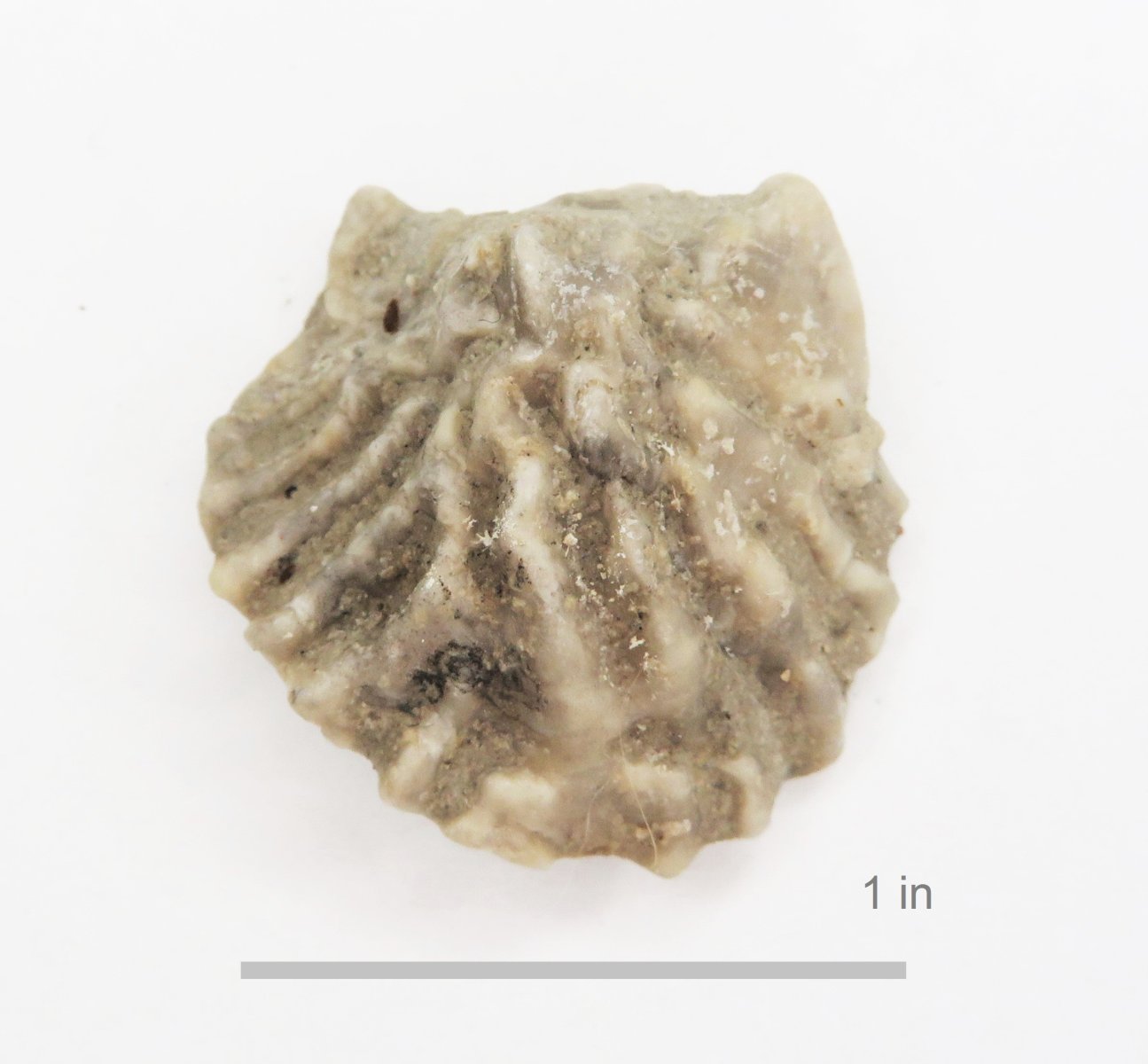Oyster Lopha comalensis Glen Rose Formation - Member Collections - The ...