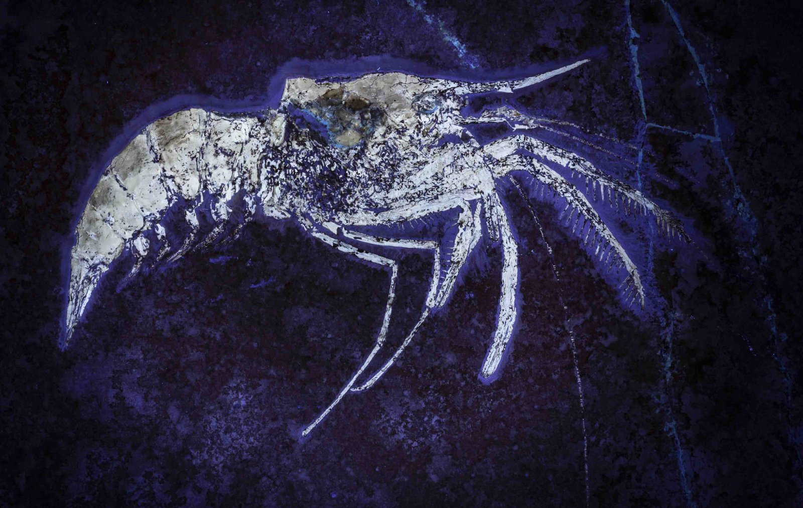 Aeger spinipes large - Member Collections - The Fossil Forum