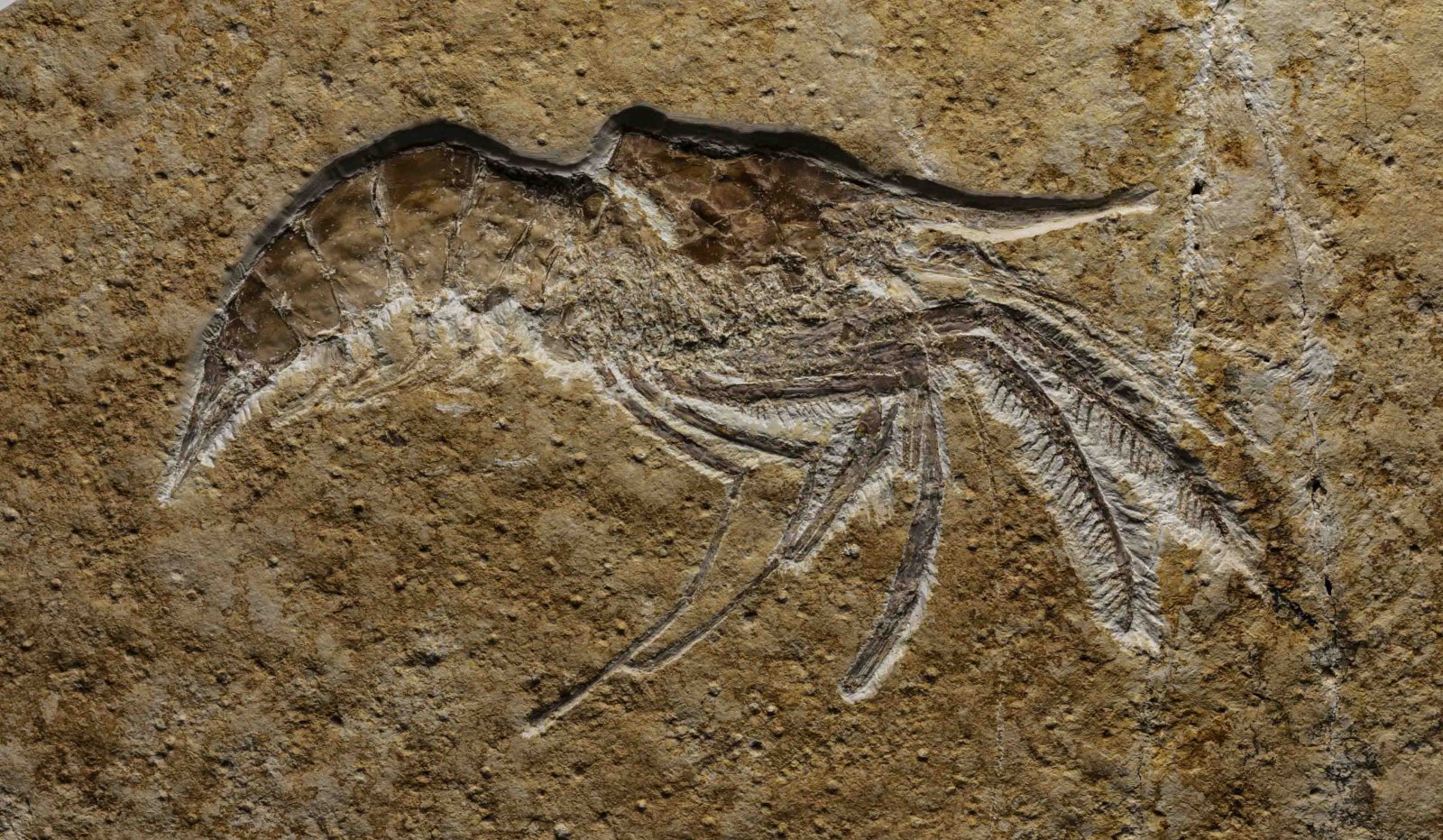Aeger spinipes large - Member Collections - The Fossil Forum