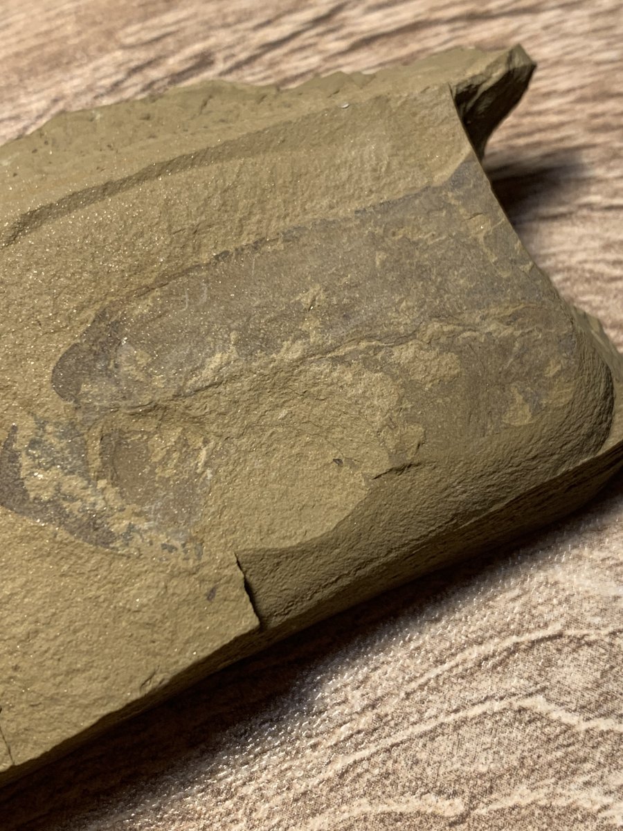 Vetulicolia cuneata - Cambrian - The Fossil Forum