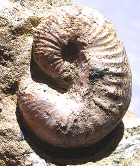 Scaphites obliquus - Member Collections - The Fossil Forum
