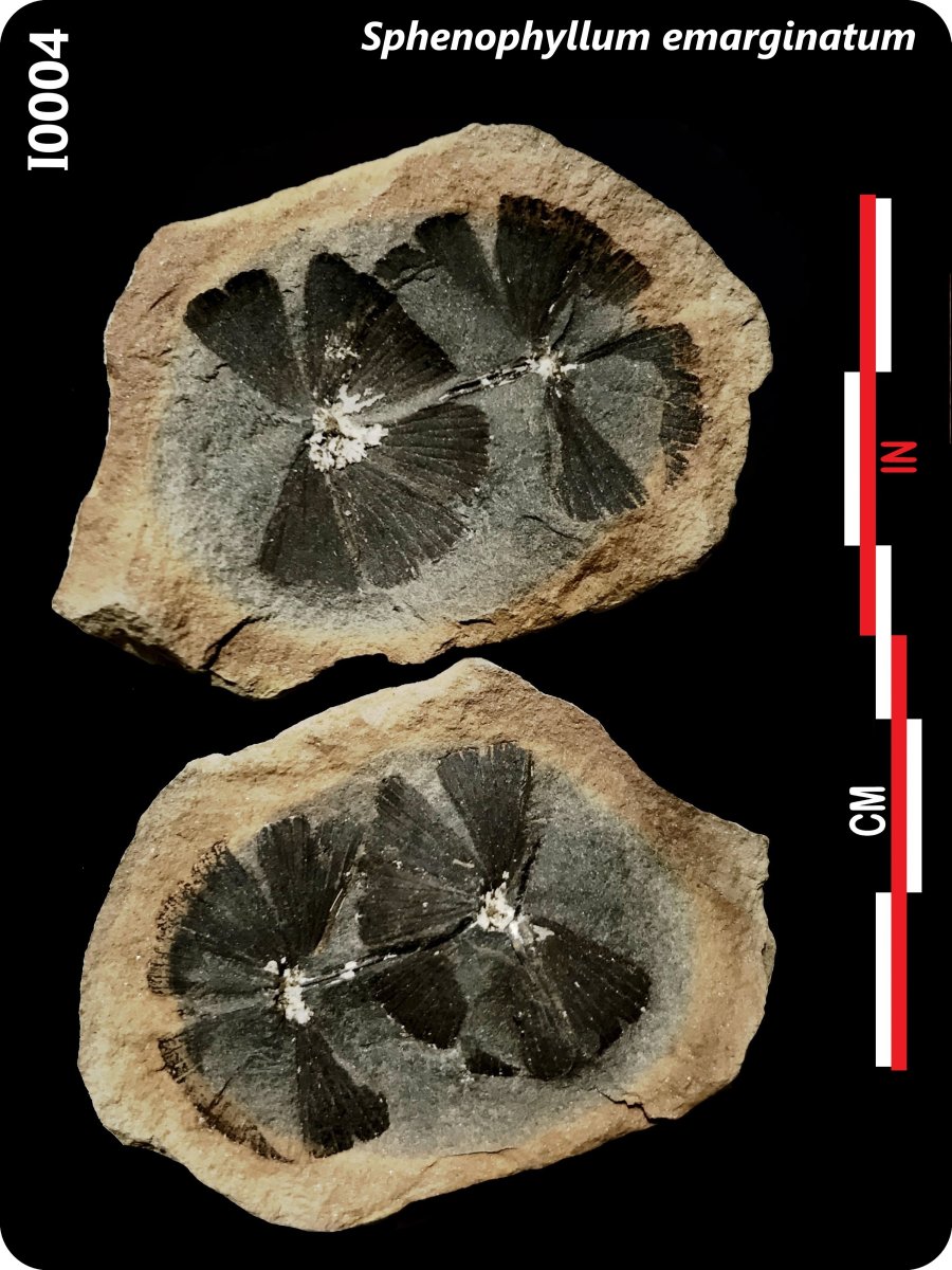 I0004 Sphenophyllum emarginatum - Member Collections - The Fossil Forum