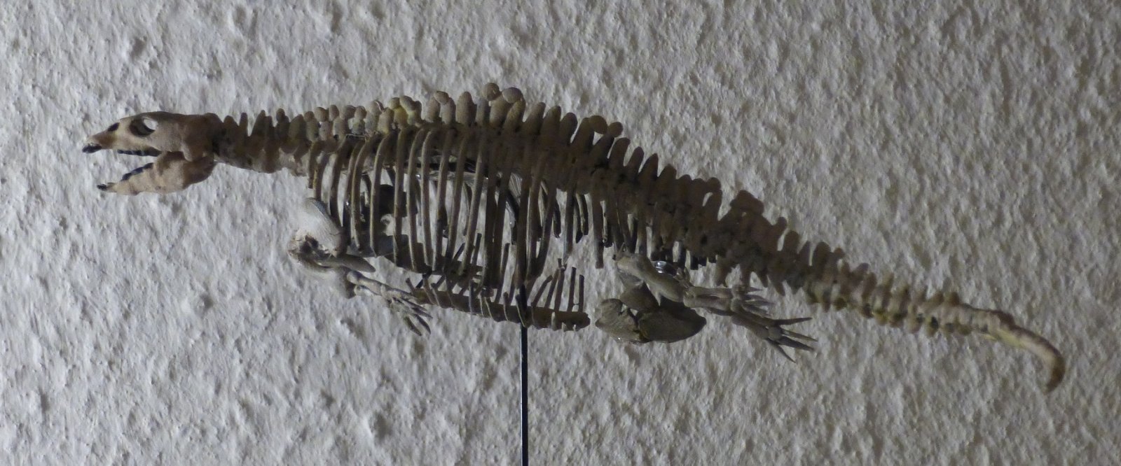 Placodus - Member Collections - The Fossil Forum