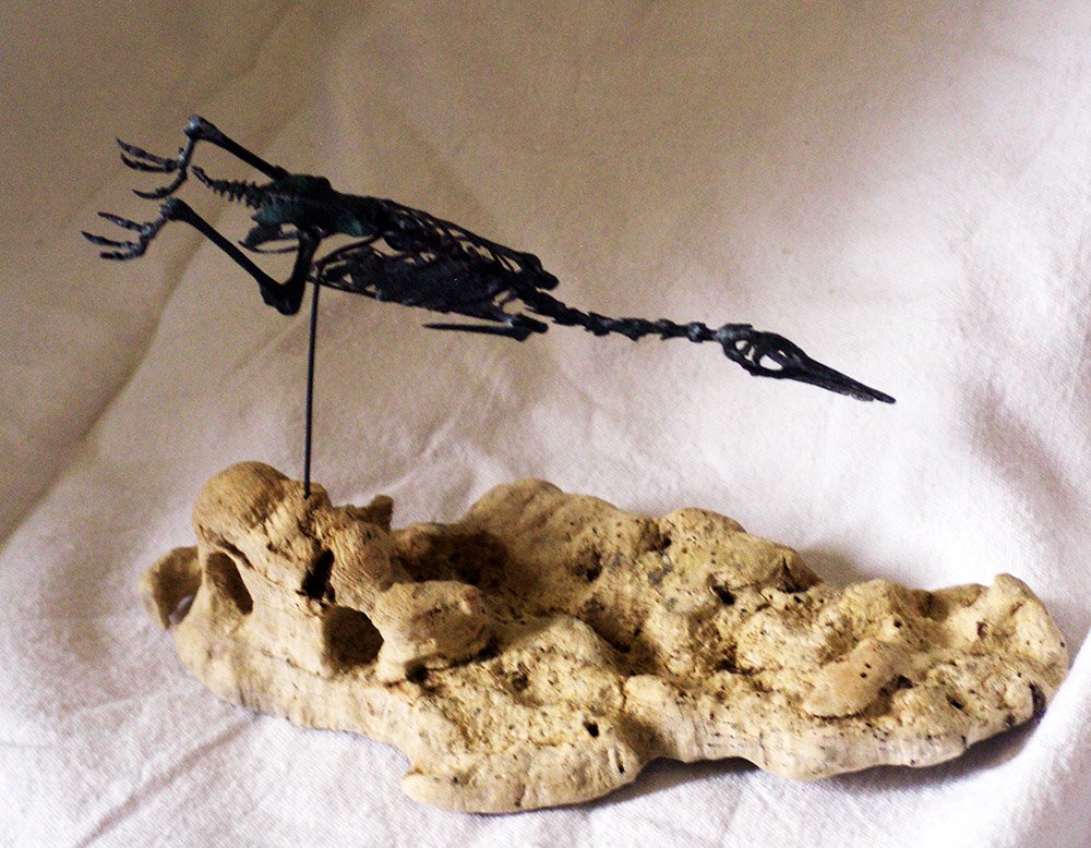 hesperornis - Member Collections - The Fossil Forum