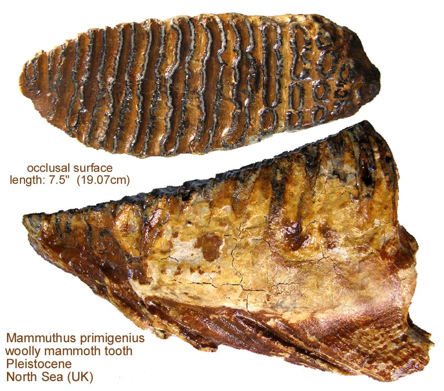 Found in Texas this morning. Palate? Teeth? - Fossil ID - The Fossil Forum