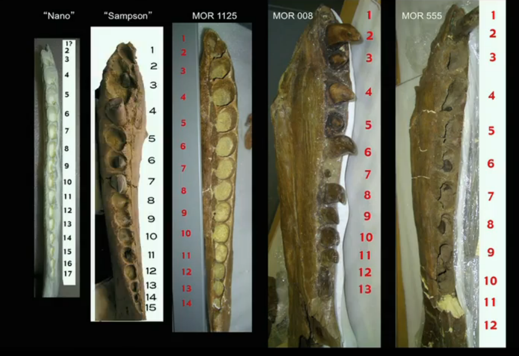 T-rex vs Nano: Anterior dentary teeth - Questions & Answers - The ...