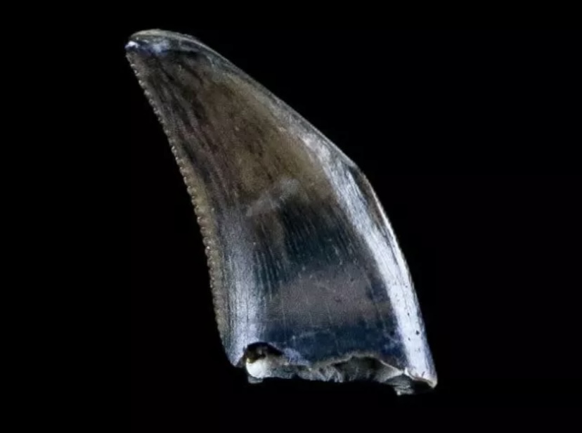 Possible Dromaeosaurid Tooth? - Fossil ID - The Fossil Forum