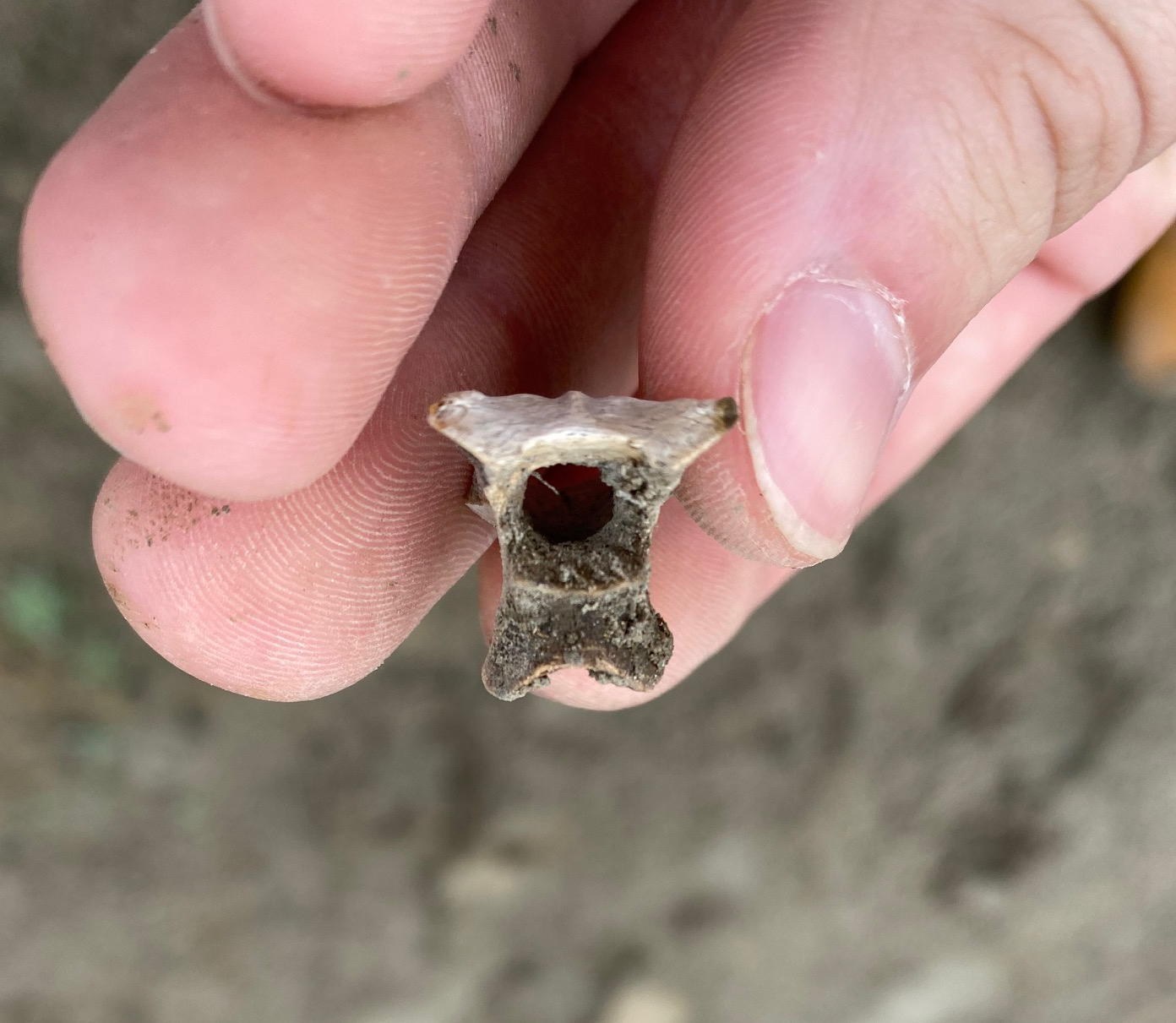 Bird Vertebra from Hell Creek - Fossil ID - The Fossil Forum