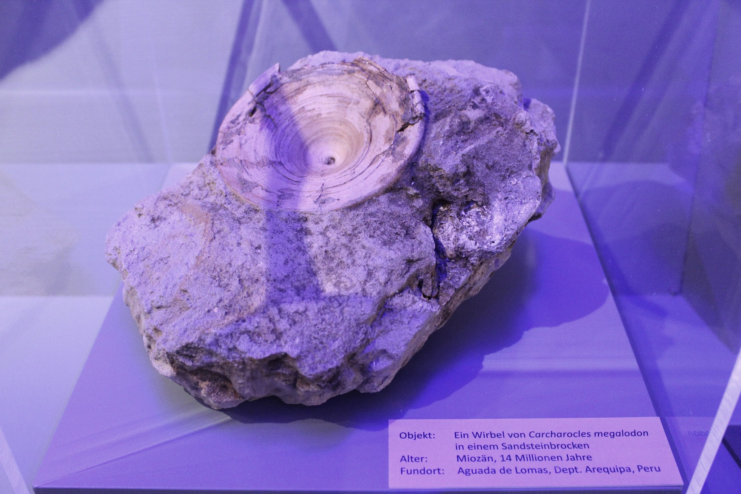 Megalodon vertebra? - Fossil ID - The Fossil Forum