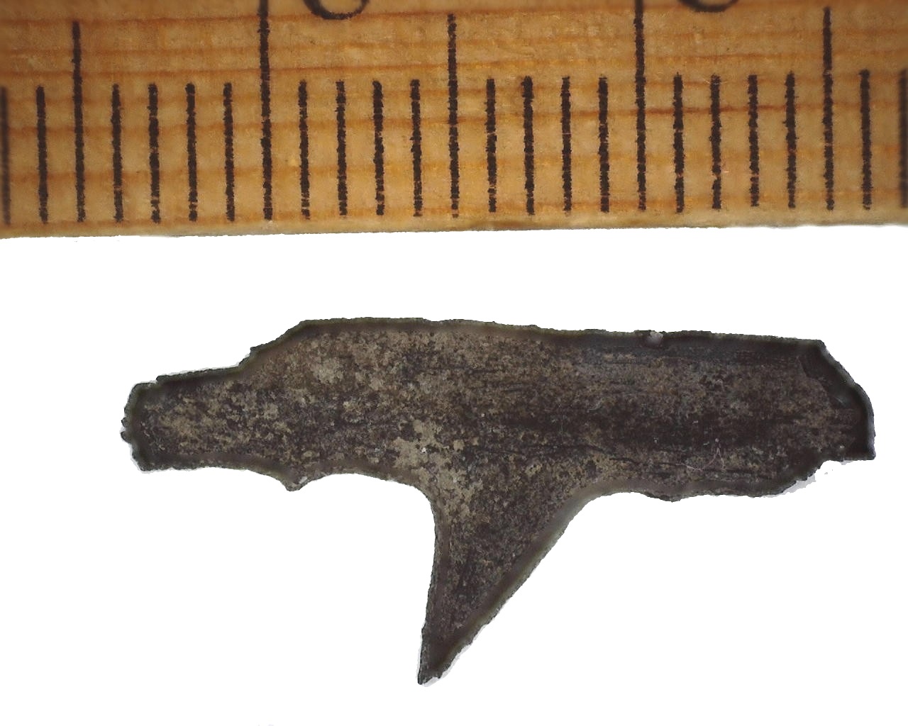 Pelagornithidae bony-toothed birds - General Fossil Discussion - The ...