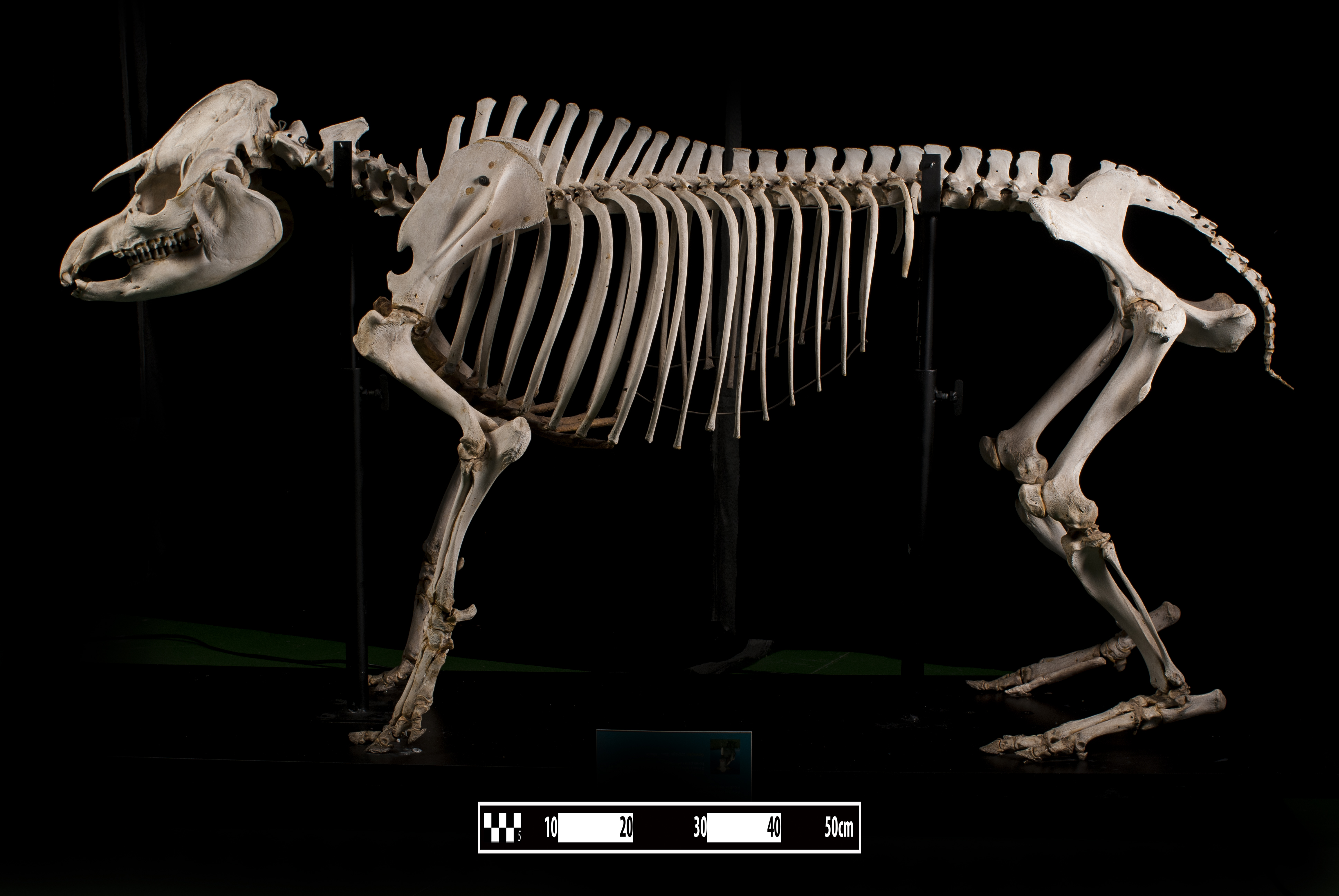Isle of Wight Bone - Fossil ID - The Fossil Forum