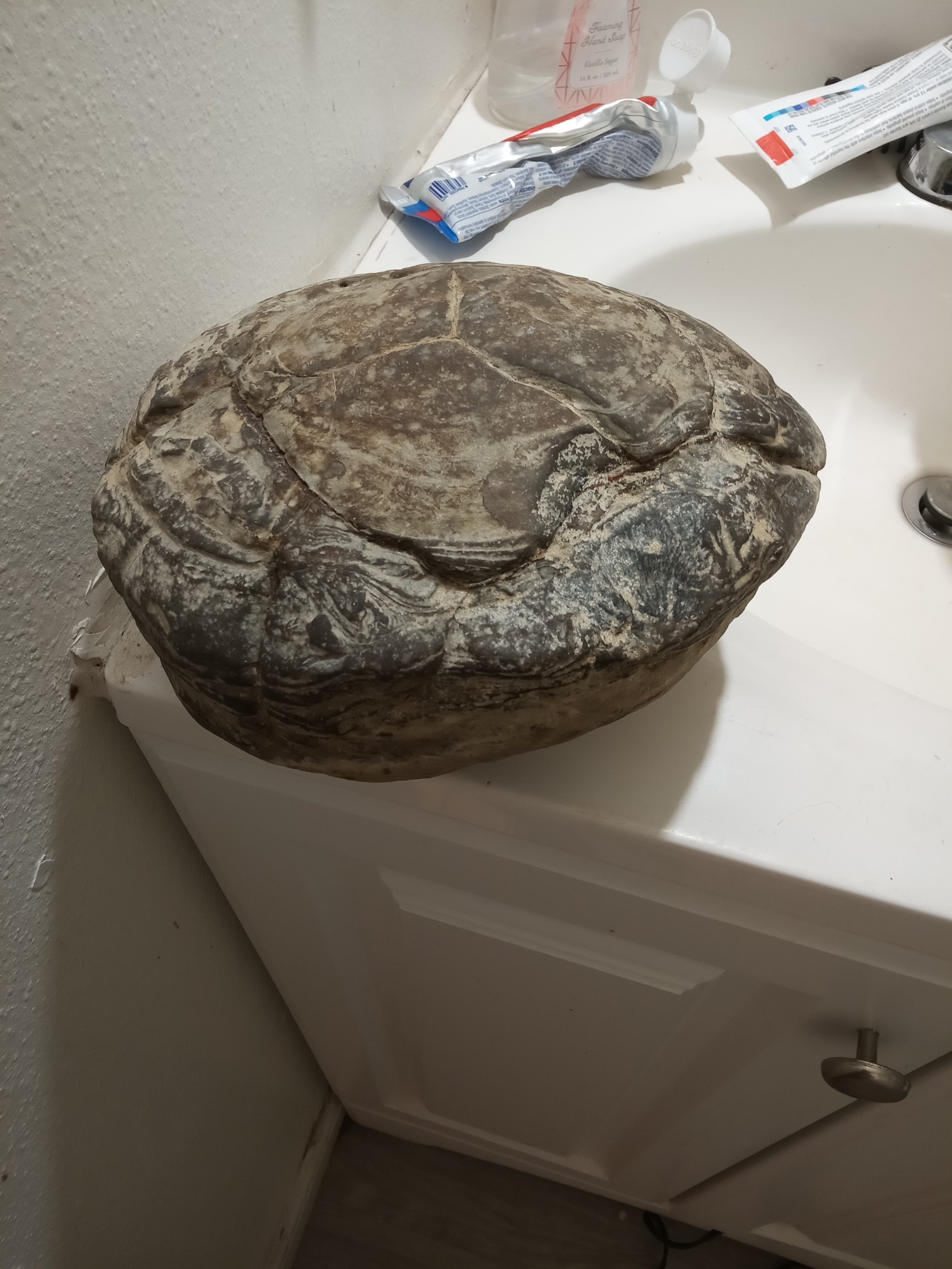 Petrified Tod the turtle - Fossil ID - The Fossil Forum