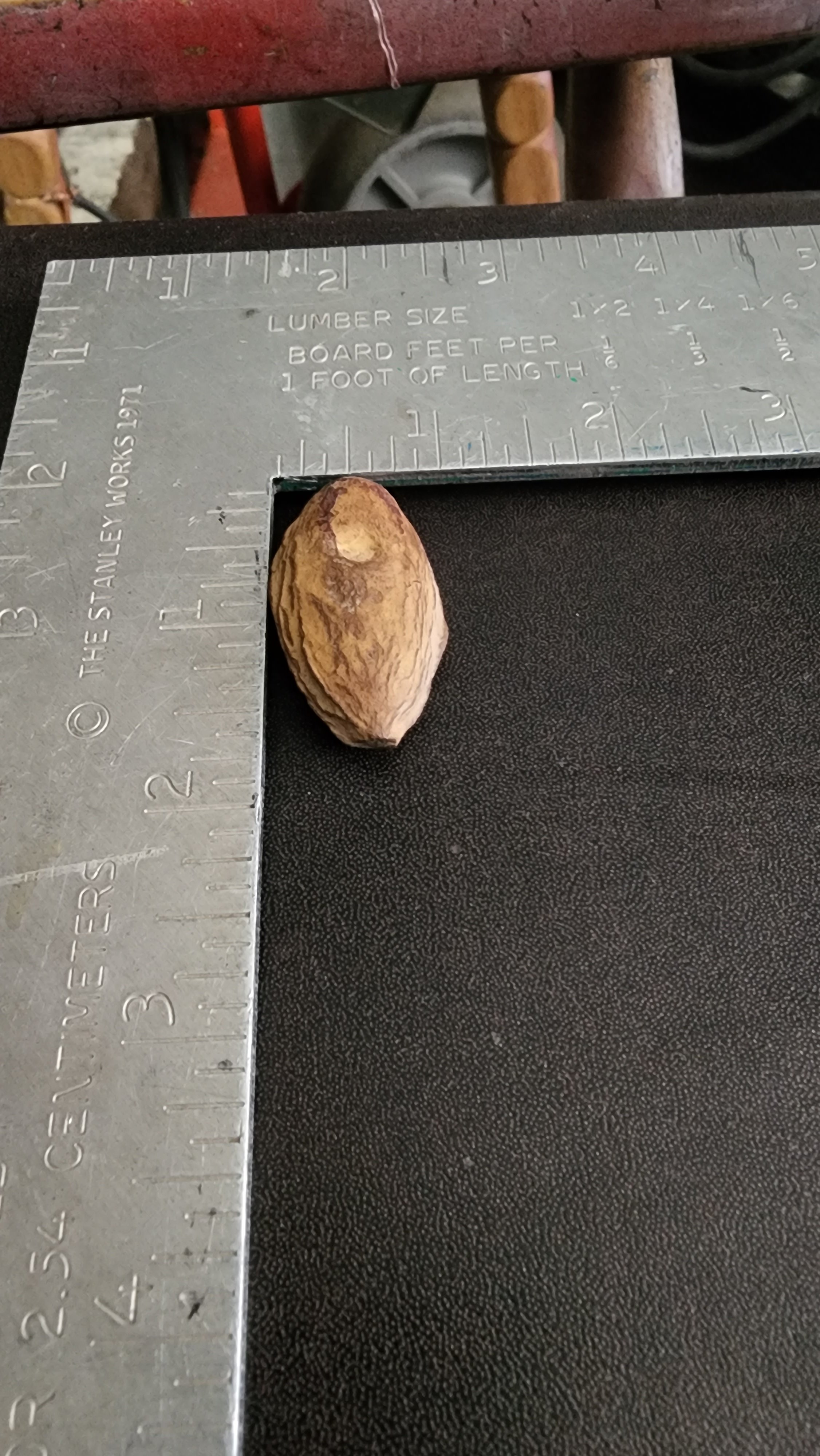 Is This A Fossilized Nut/Seed?? "Scale=Inches" - Fossil ID - The Fossil ...