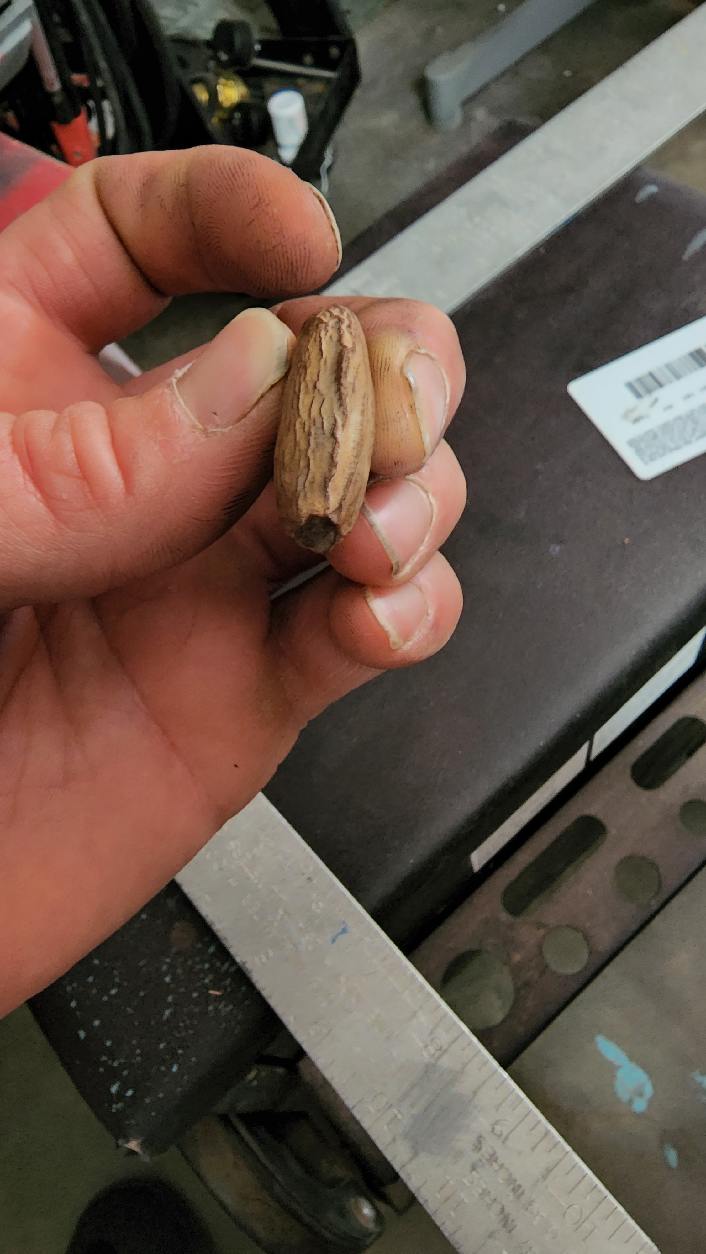 Is This A Fossilized Nut/Seed?? "Scale=Inches" - Fossil ID - The Fossil ...