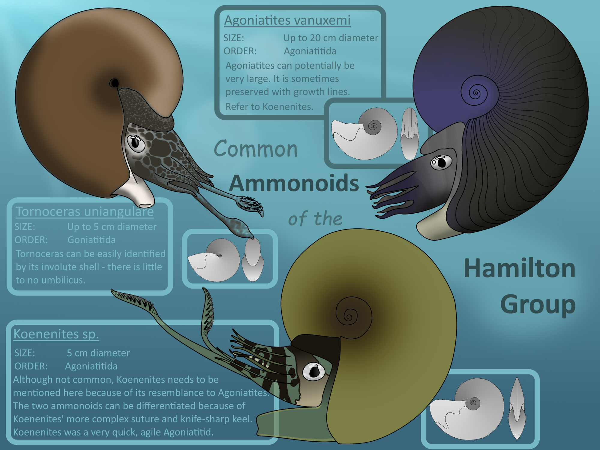 Mahantango Ammonoids- the complete guide - Fossil ID - The Fossil Forum