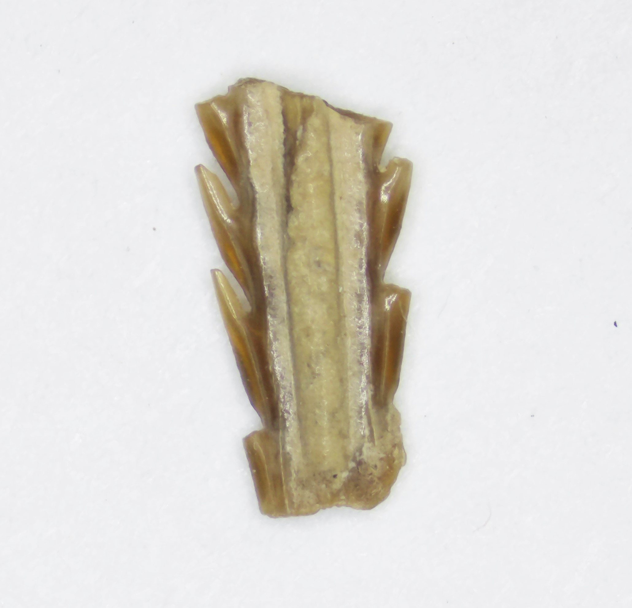 Bone Valley Florida Micros! - Micro-paleontology - The Fossil Forum