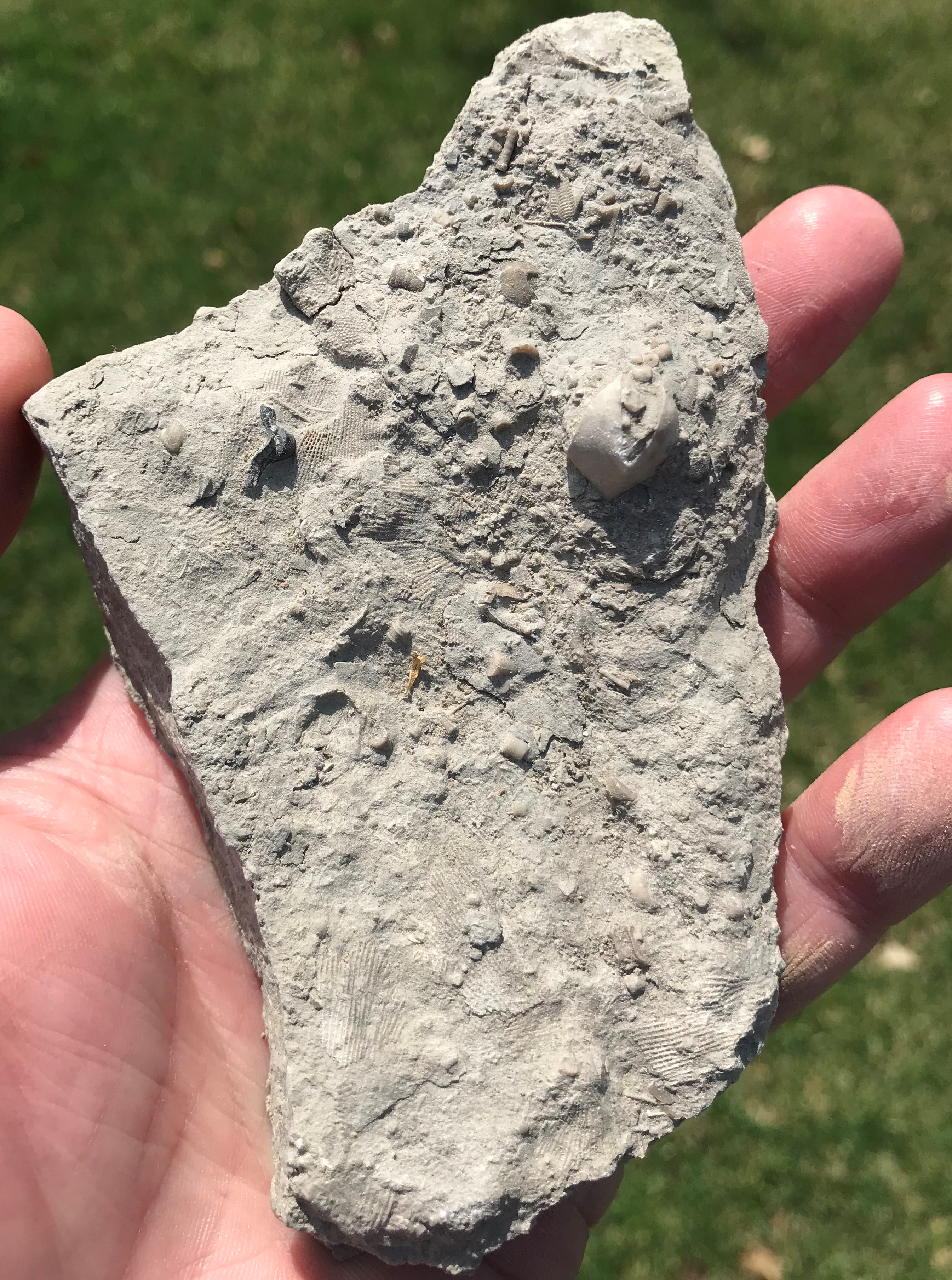 Paleozoic Teeth? - Fossil ID - The Fossil Forum