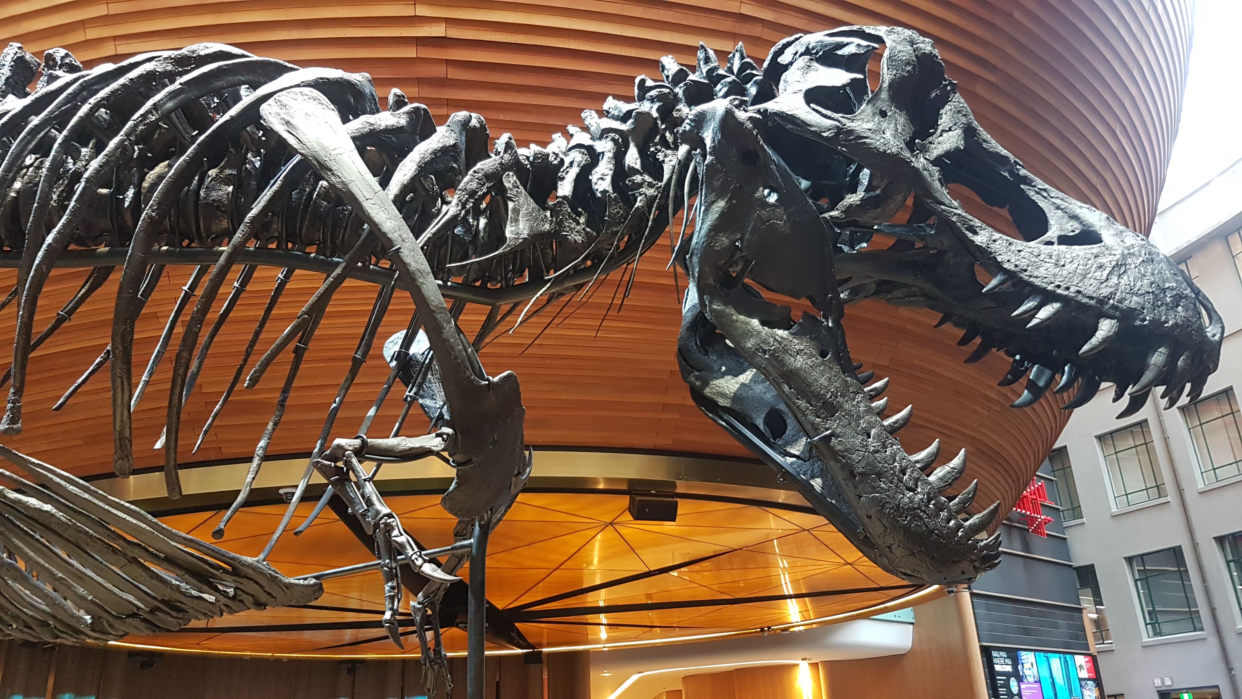 Auckland Museum with Peter the Tyrannosaurus rex - A Trip to the Museum ...