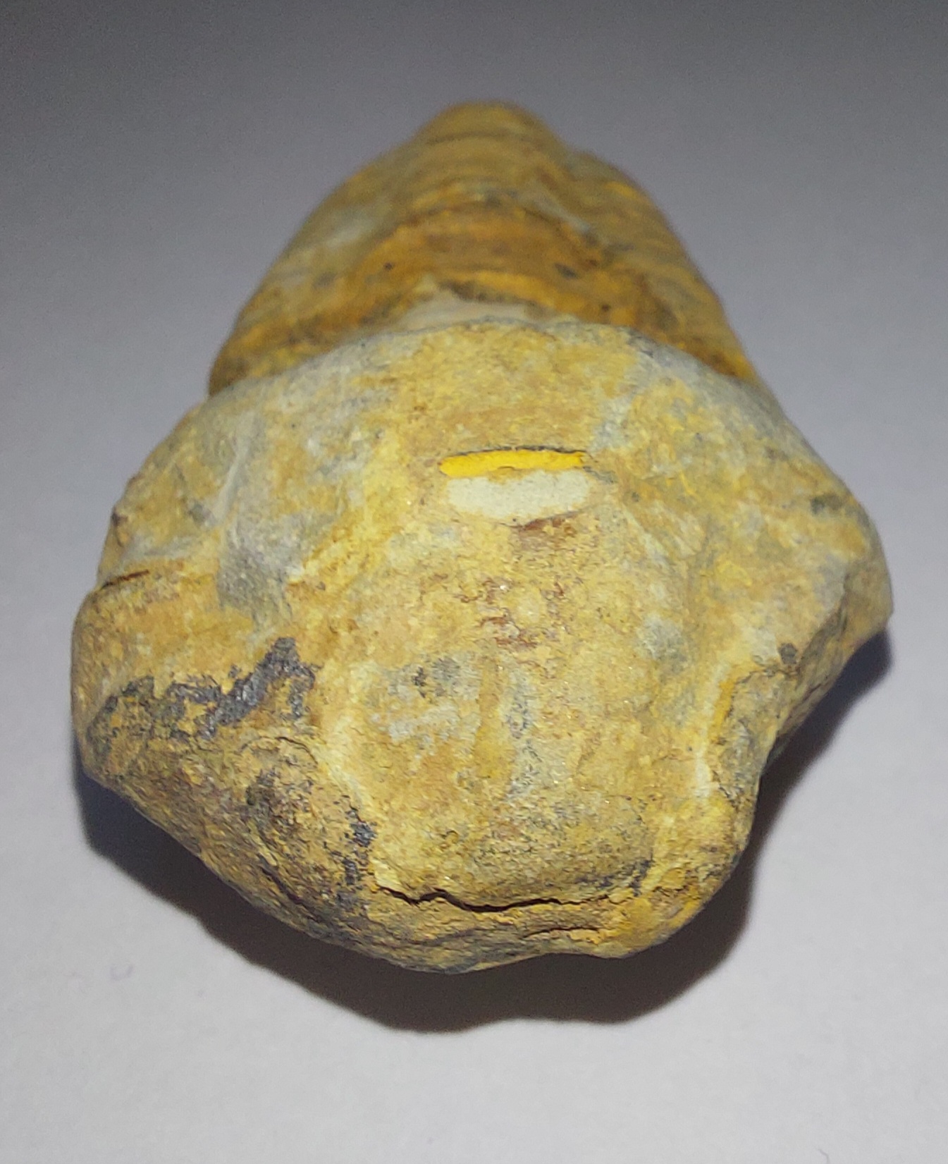 Teeth, molars and trilobites - Fossil ID - The Fossil Forum