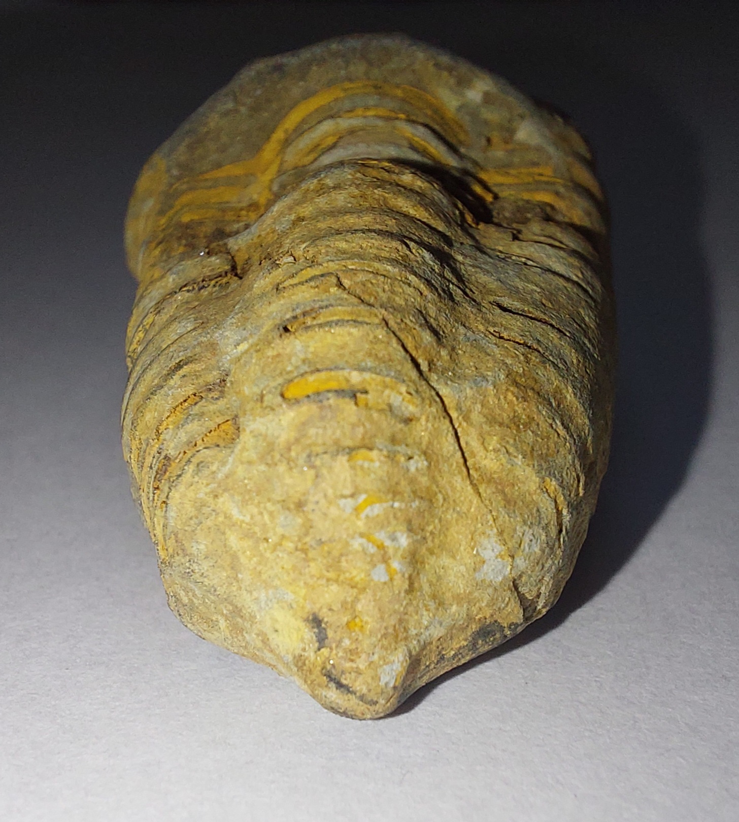 Teeth, molars and trilobites - Fossil ID - The Fossil Forum