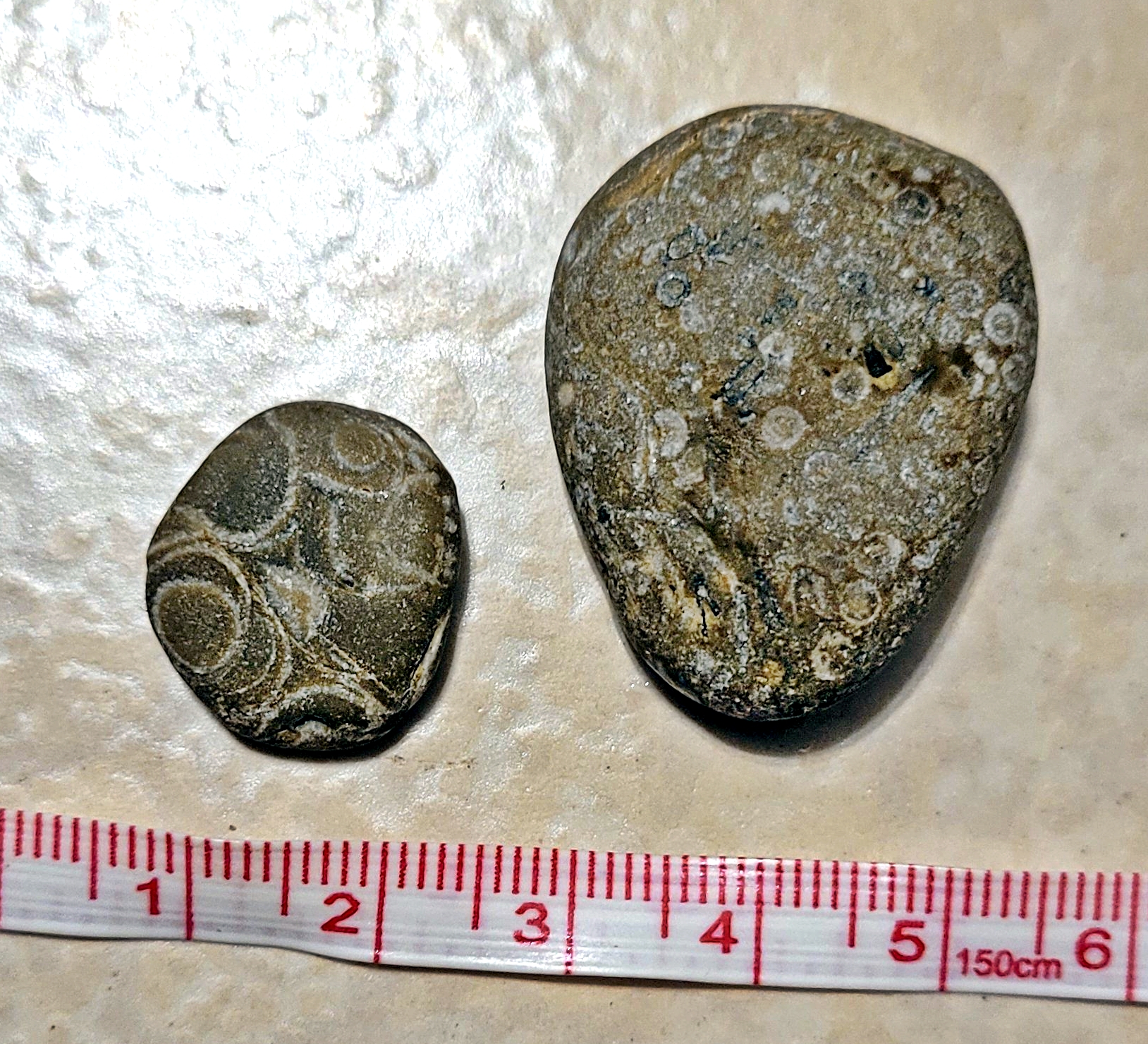 Crinoids, packstone, brachyzoans? - Fossil ID - The Fossil Forum