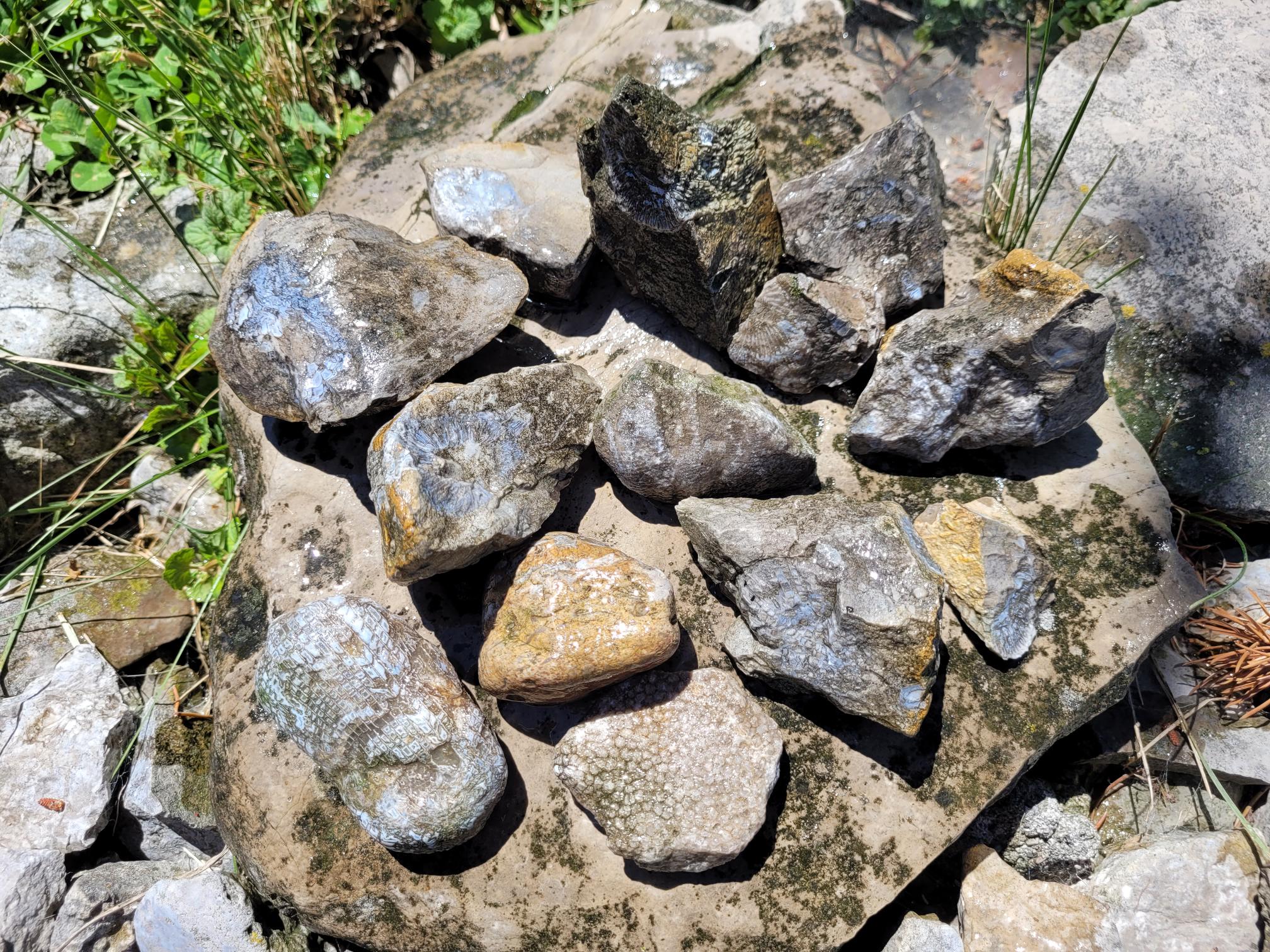 Show Us Your Blue Fossils - Page 4 - Member Collections - The Fossil Forum