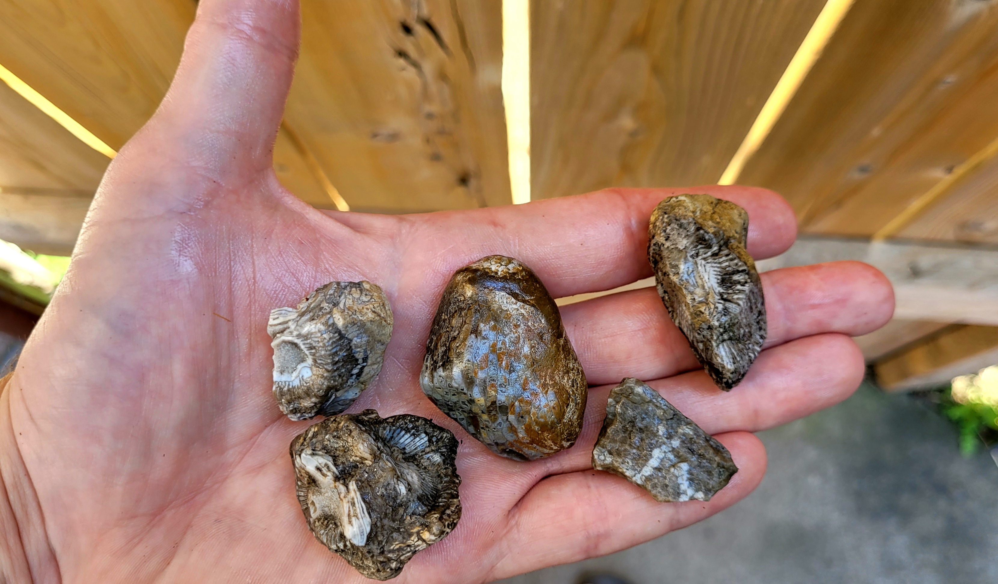 Show Us Your Blue Fossils - Page 5 - Member Collections - The Fossil Forum
