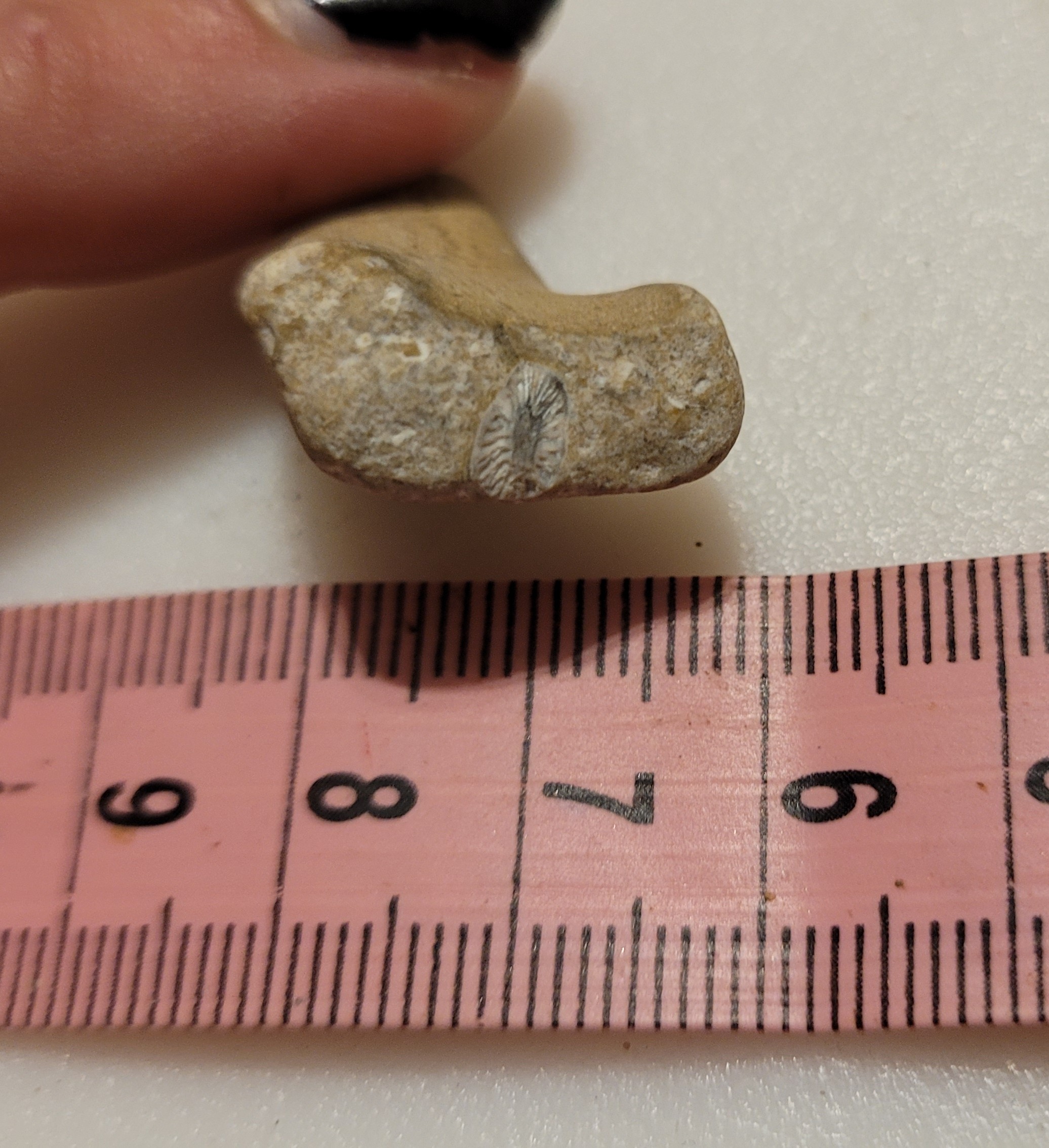 Crinoids, packstone, brachyzoans? - Fossil ID - The Fossil Forum