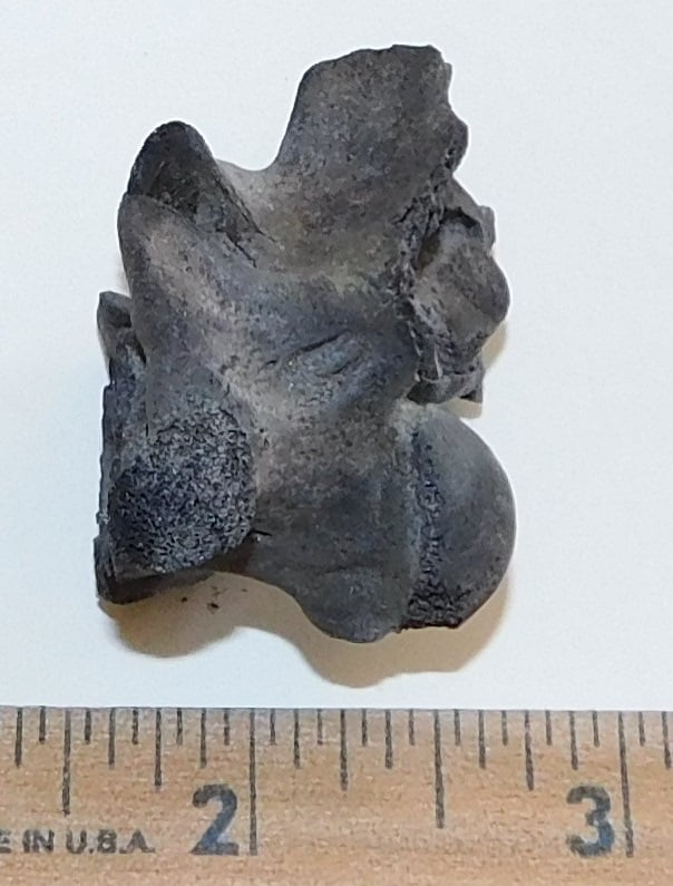 Snake Vertebrae from the Eocene Nanjemoy Formation of Virginia ...