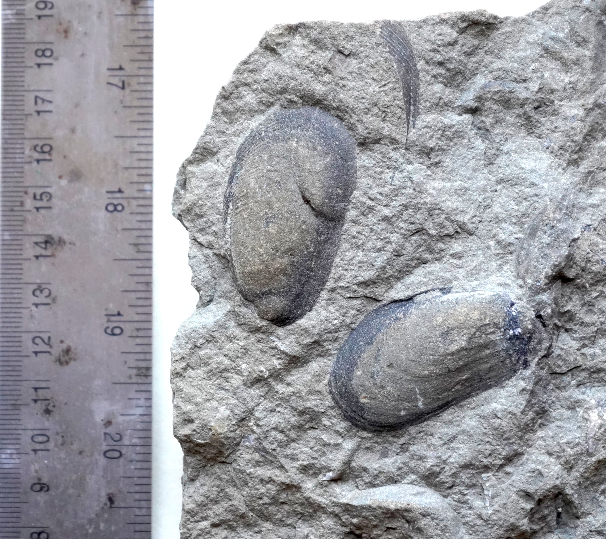 Upper Ordovician bivalve ID -- Cymatonota? - Fossil ID - The Fossil Forum