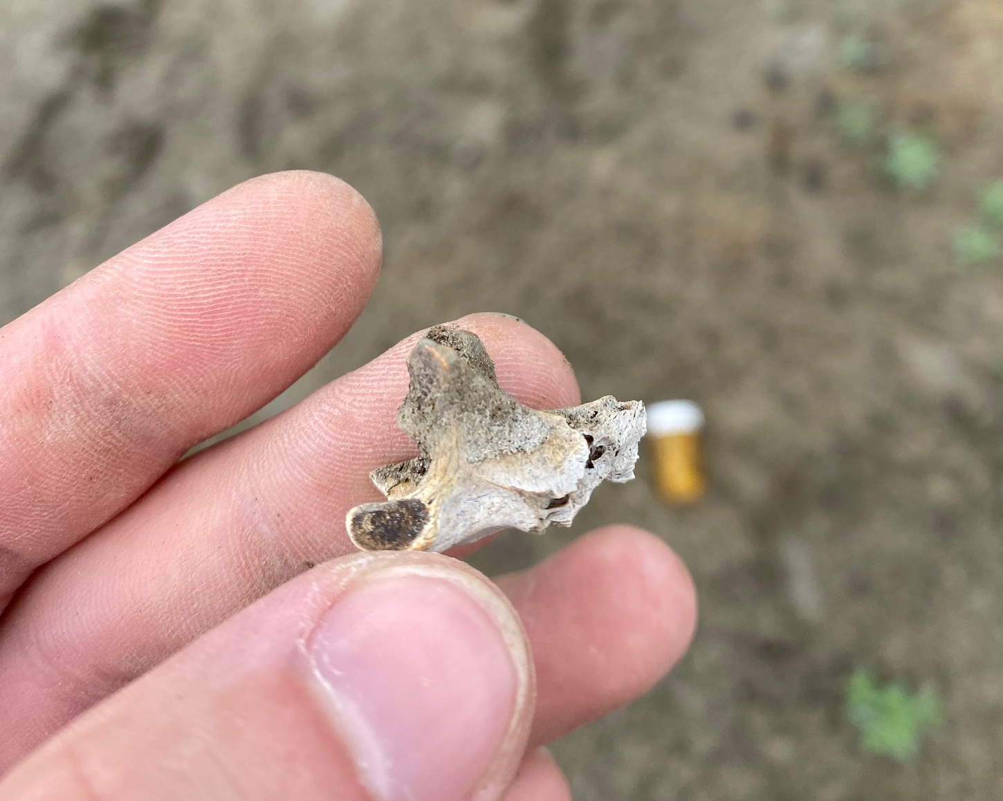 Bird Vertebra from Hell Creek - Fossil ID - The Fossil Forum