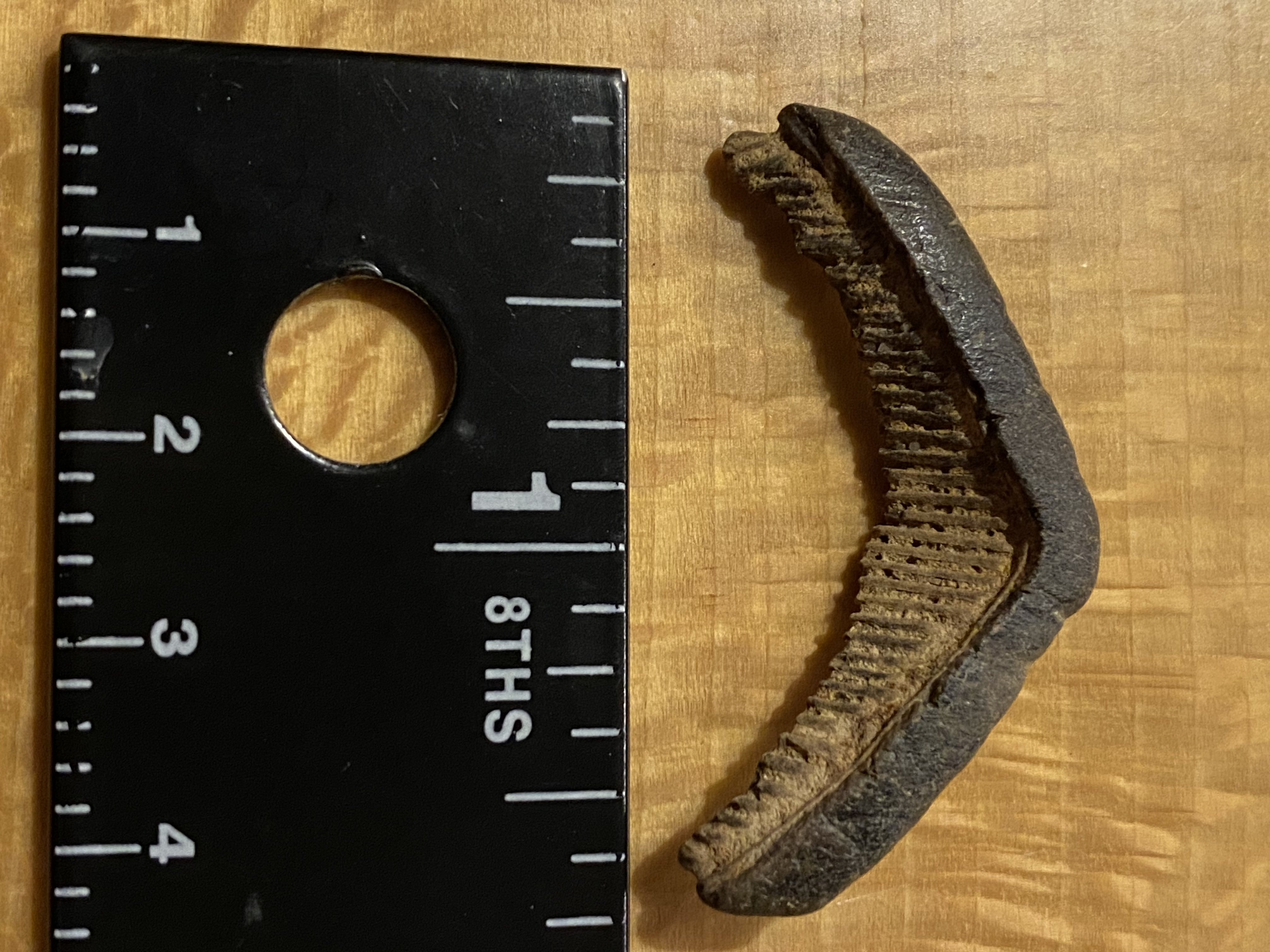 Bonnet Ray? - Fossil ID - The Fossil Forum